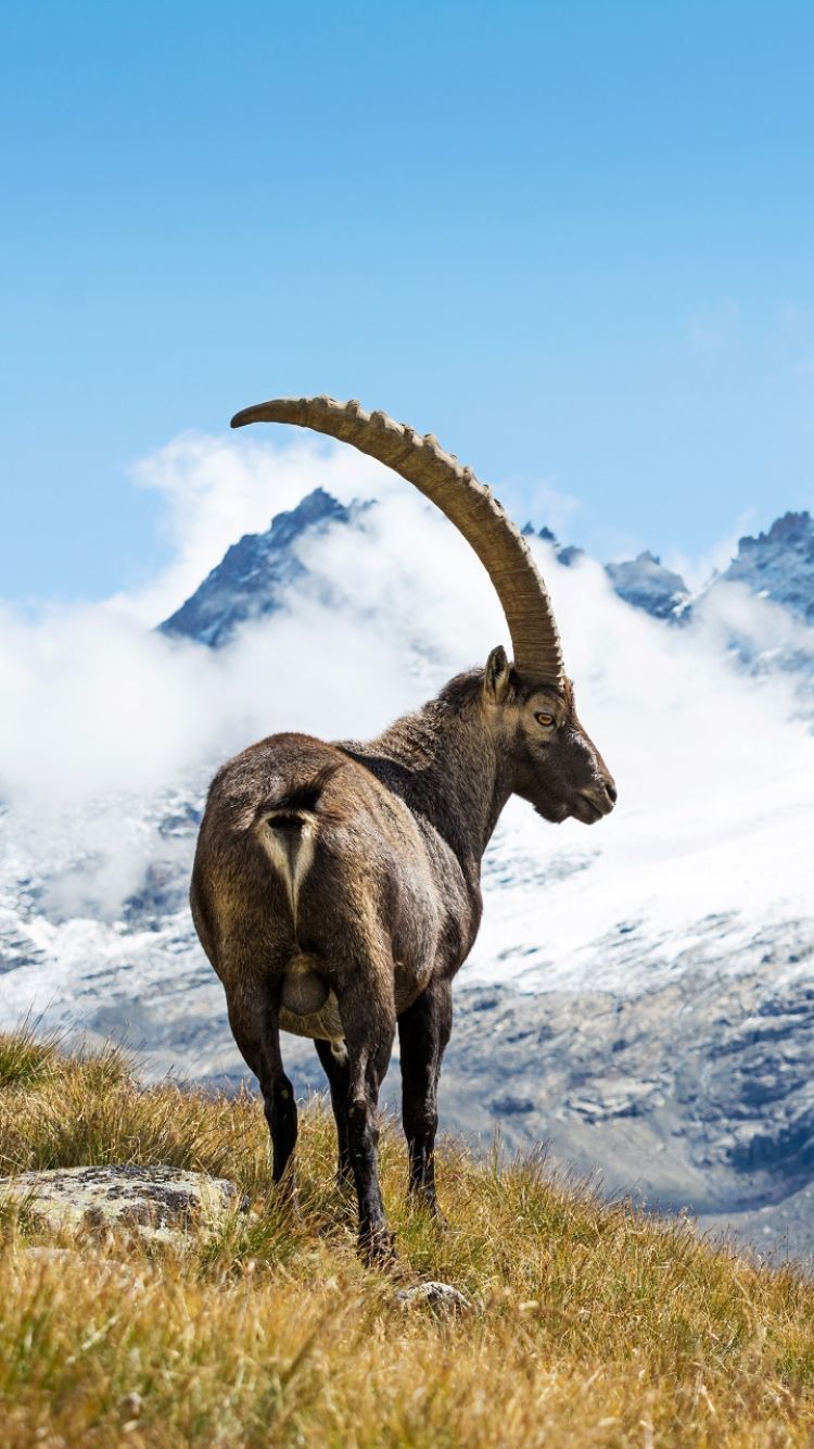 Ibex Wallpapers - Top Free Ibex Backgrounds - WallpaperAccess