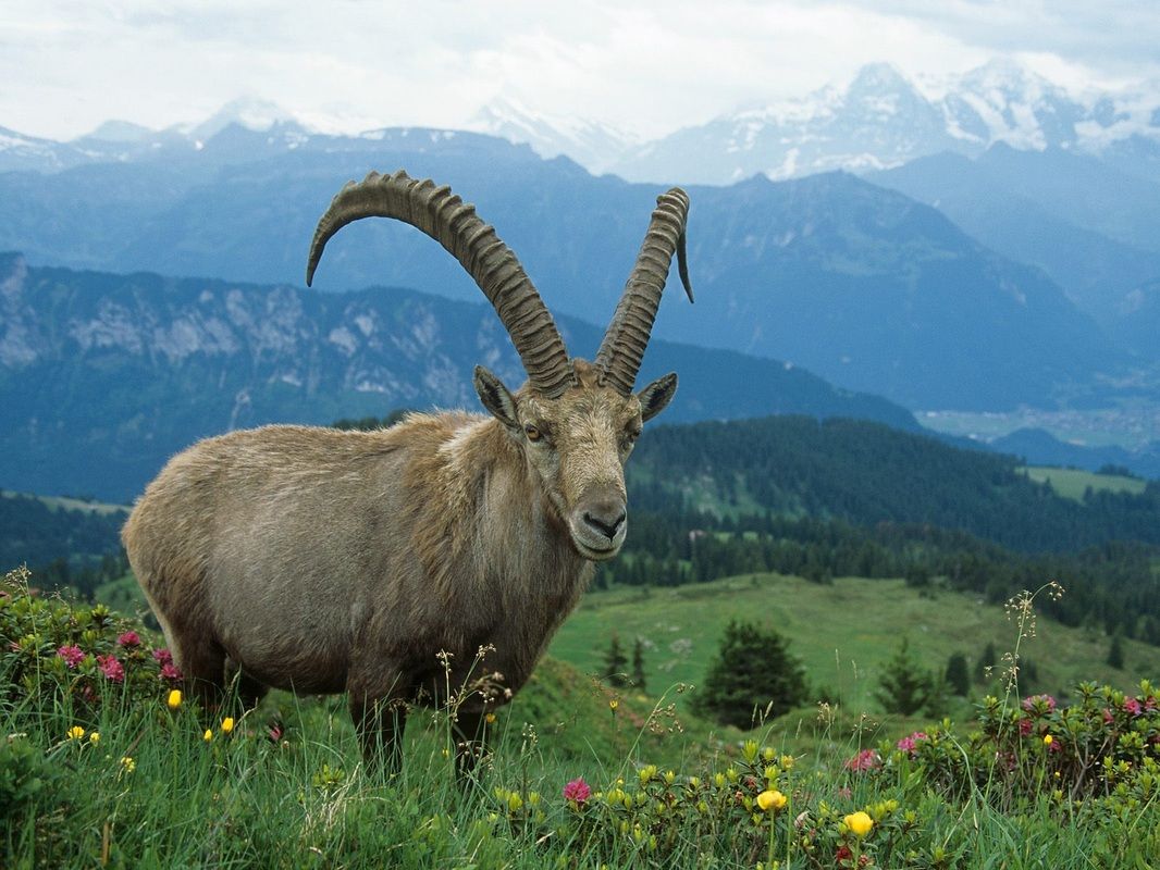 Ibex Wallpapers - Top Free Ibex Backgrounds - WallpaperAccess