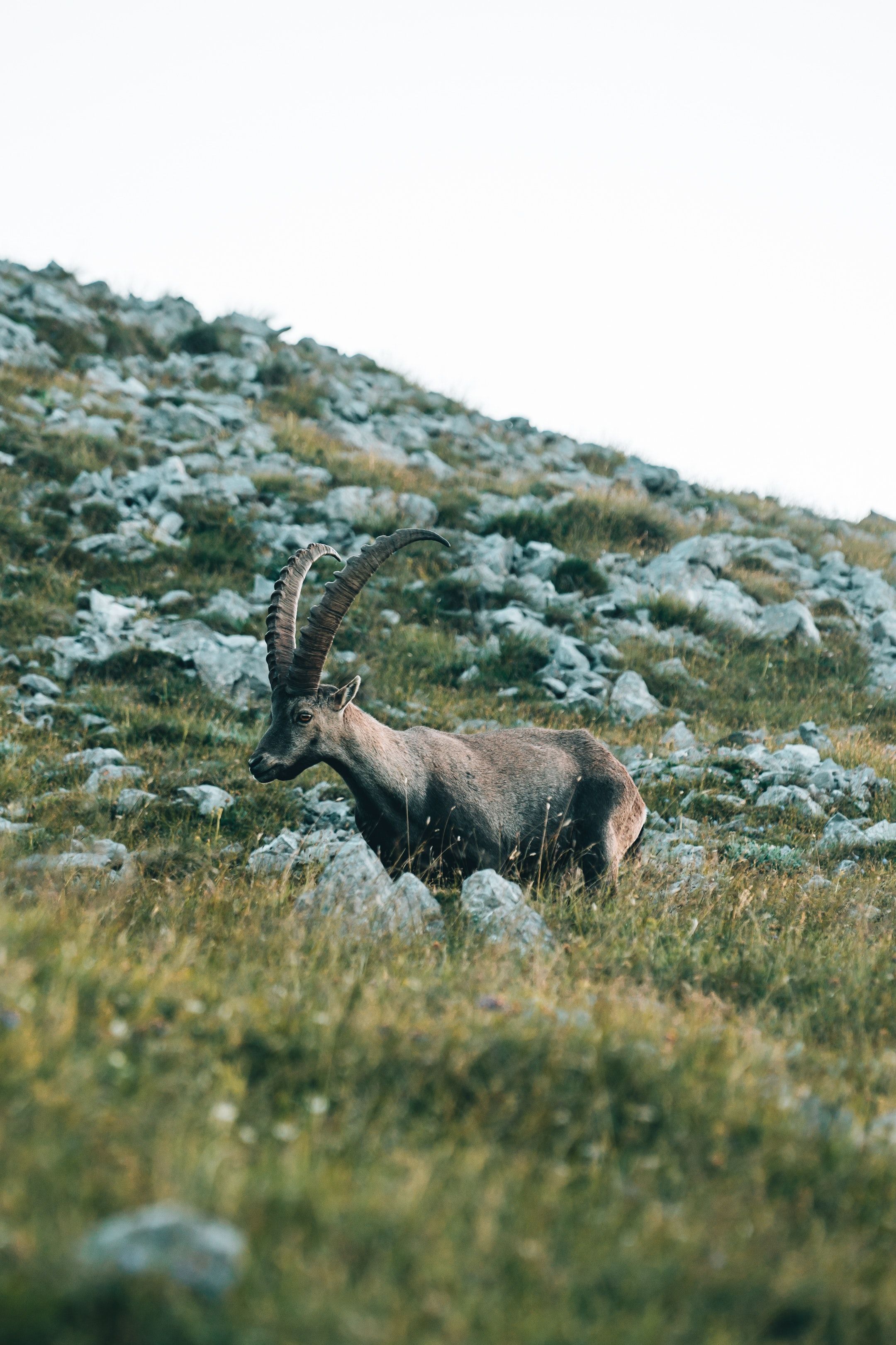 Ibex Wallpapers - Top Free Ibex Backgrounds - WallpaperAccess