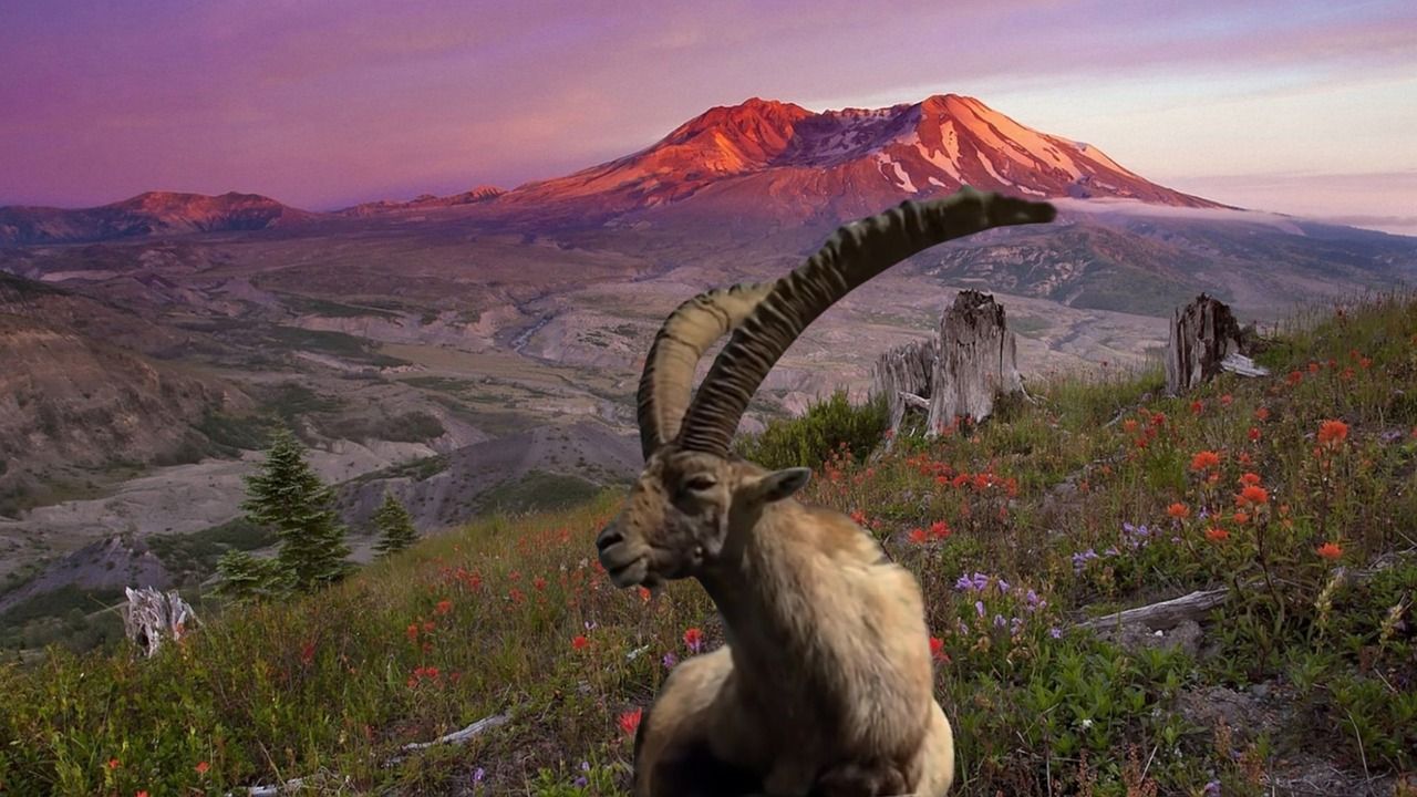 Ibex Wallpapers - Top Free Ibex Backgrounds - WallpaperAccess Ibex Wallpapers - Top Free Ibex Backgrounds - WallpaperAccess