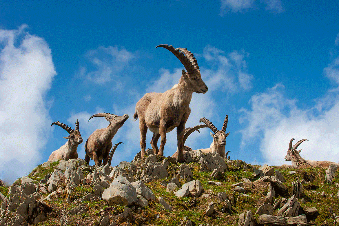 Ibex Wallpapers - Top Free Ibex Backgrounds - WallpaperAccess