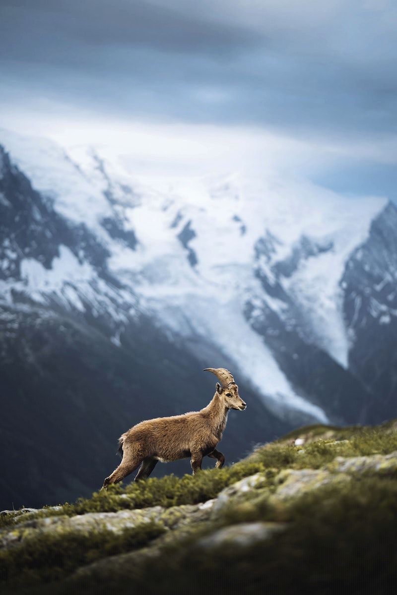 Ibex Wallpapers - Top Free Ibex Backgrounds - WallpaperAccess