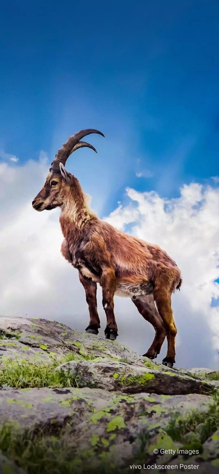 Ibex Wallpapers - Top Free Ibex Backgrounds - WallpaperAccess