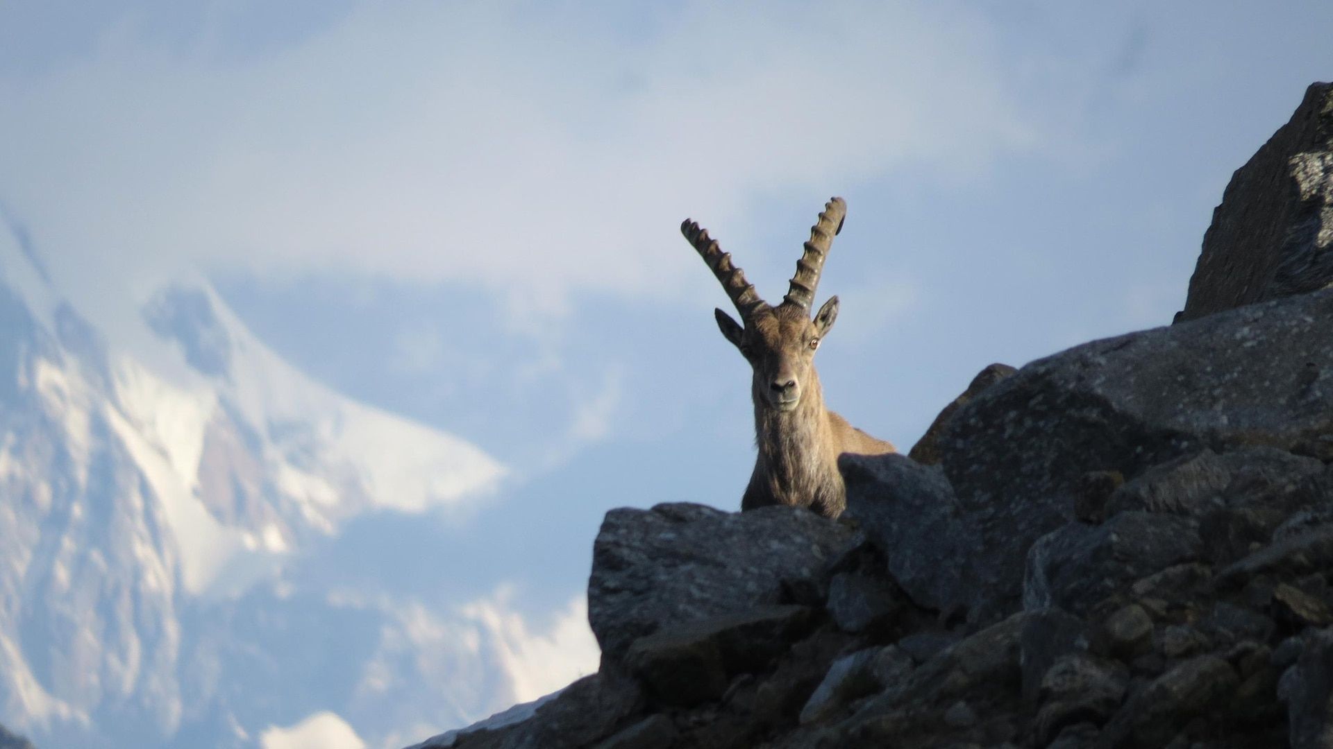 Ibex Wallpapers - Top Free Ibex Backgrounds - WallpaperAccess