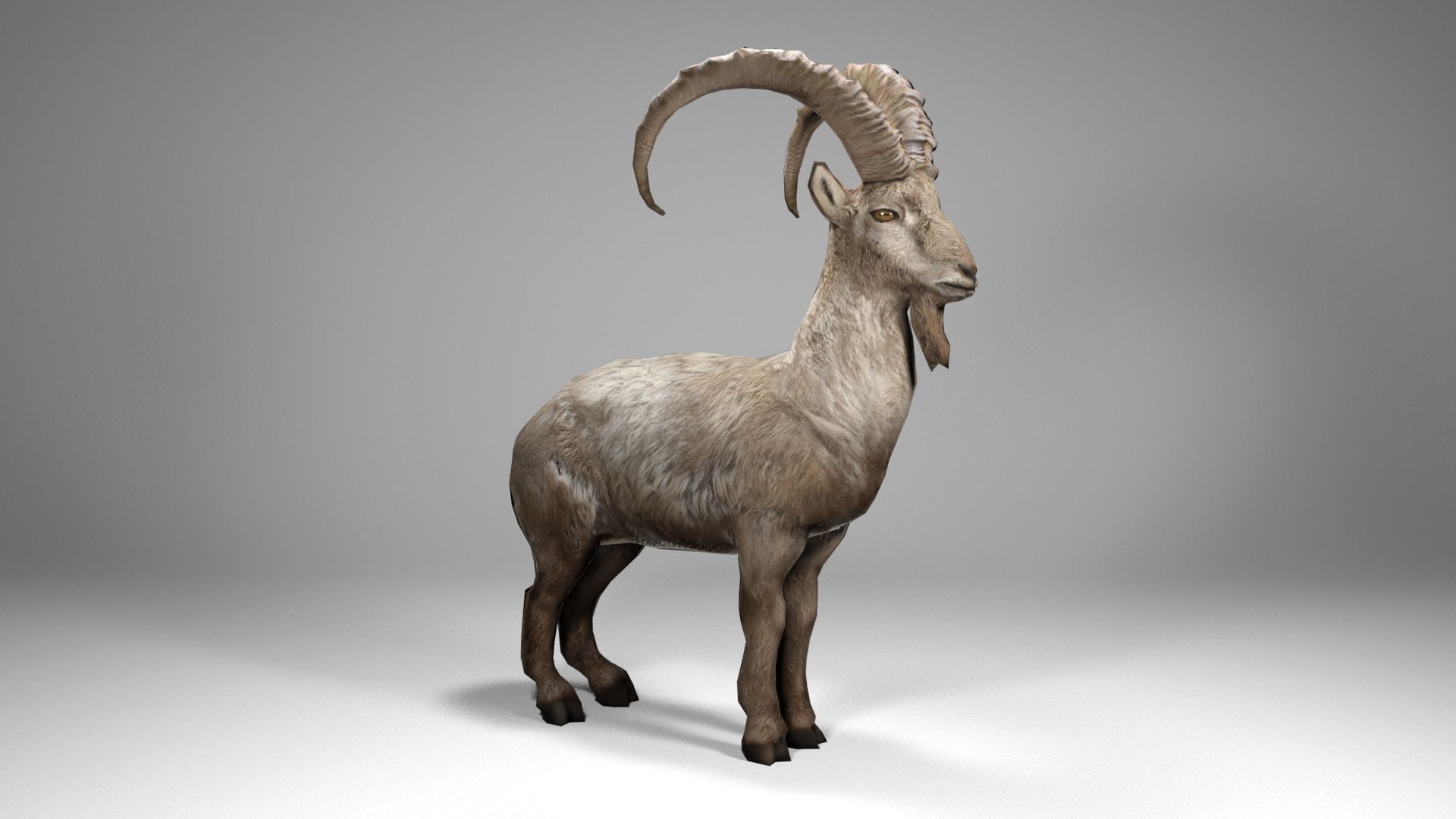 Ibex Wallpapers - Top Free Ibex Backgrounds - WallpaperAccess