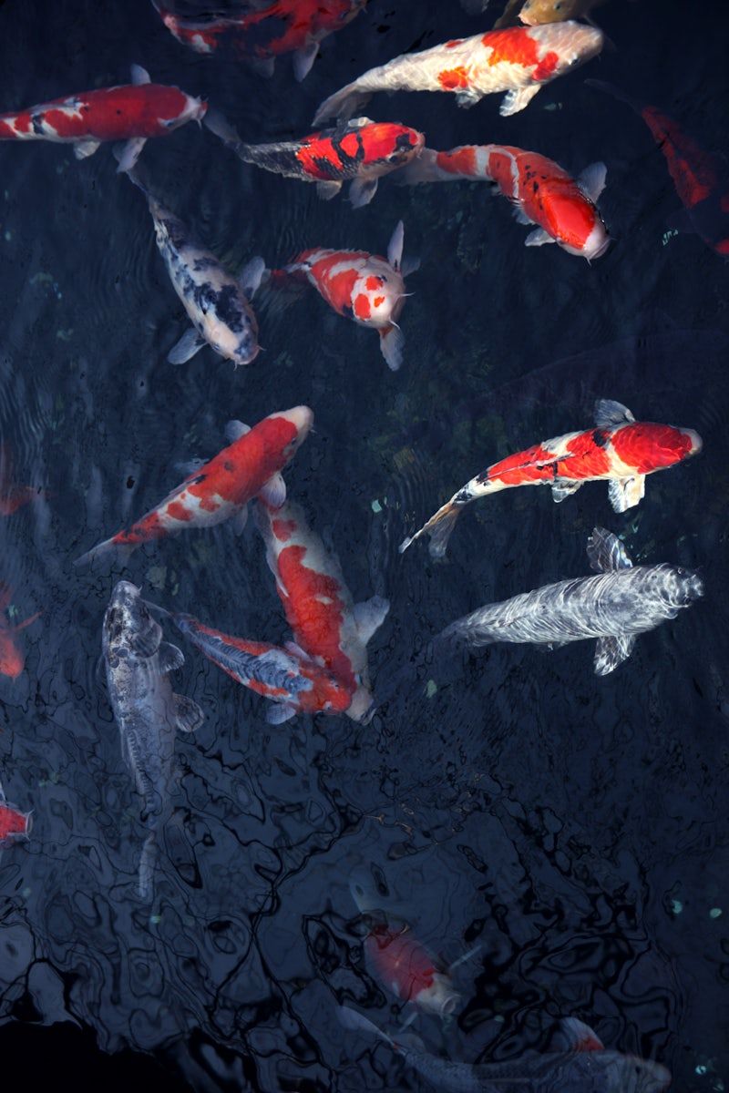 Cyprinus carpio koi Wallpapers - Top Free Cyprinus carpio koi ...