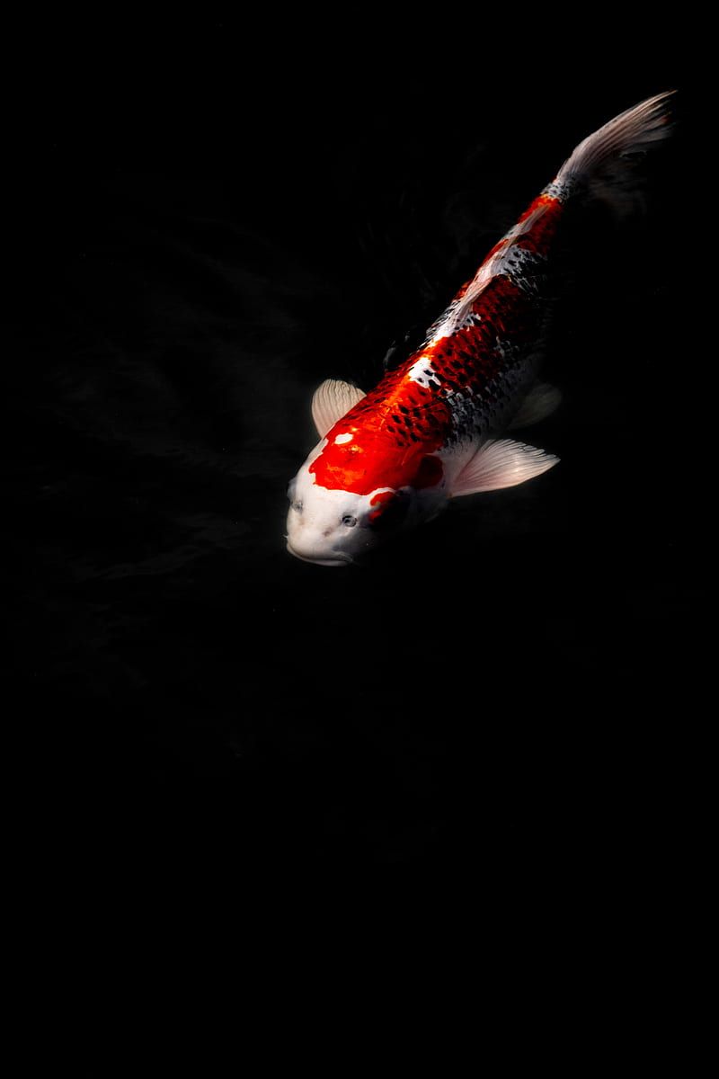 Cyprinus carpio koi Wallpapers - Top Free Cyprinus carpio koi ...