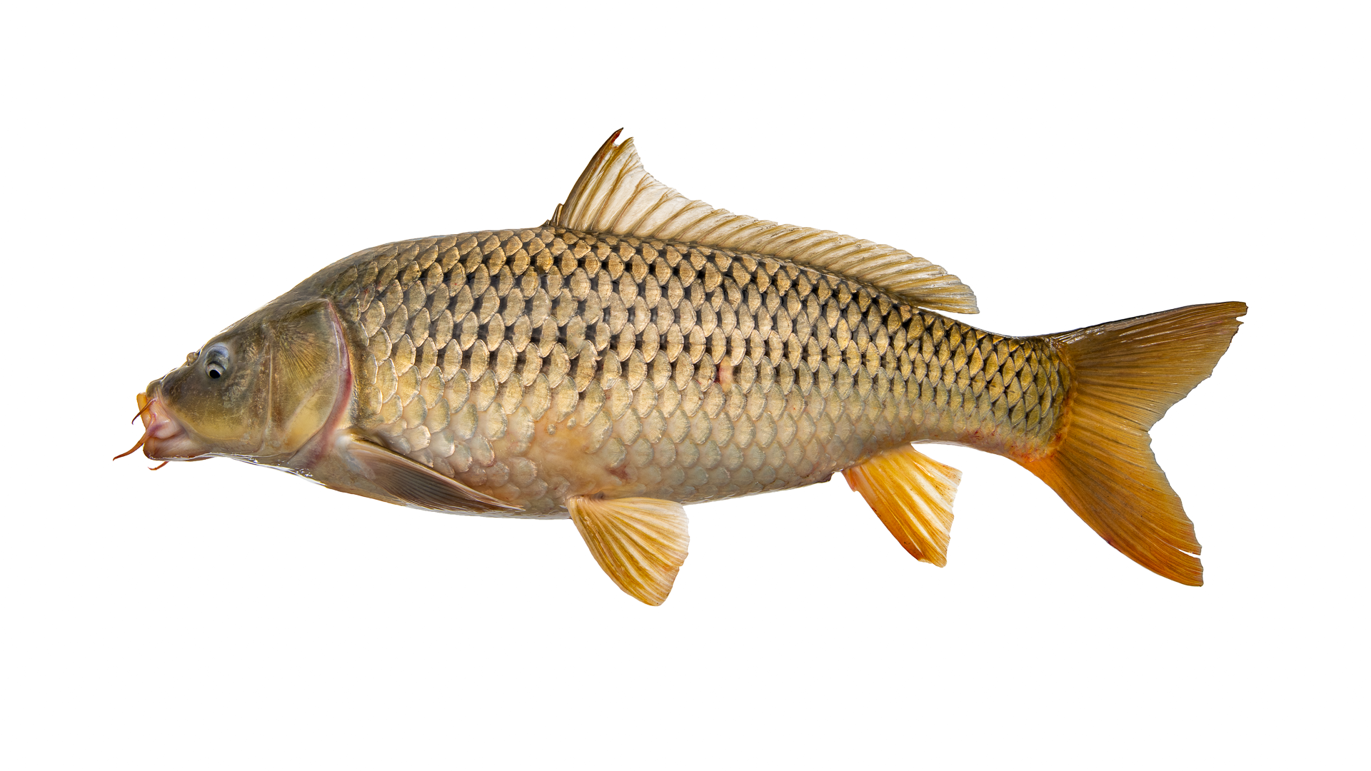 Cyprinus carpio koi Wallpapers - Top Free Cyprinus carpio koi ...