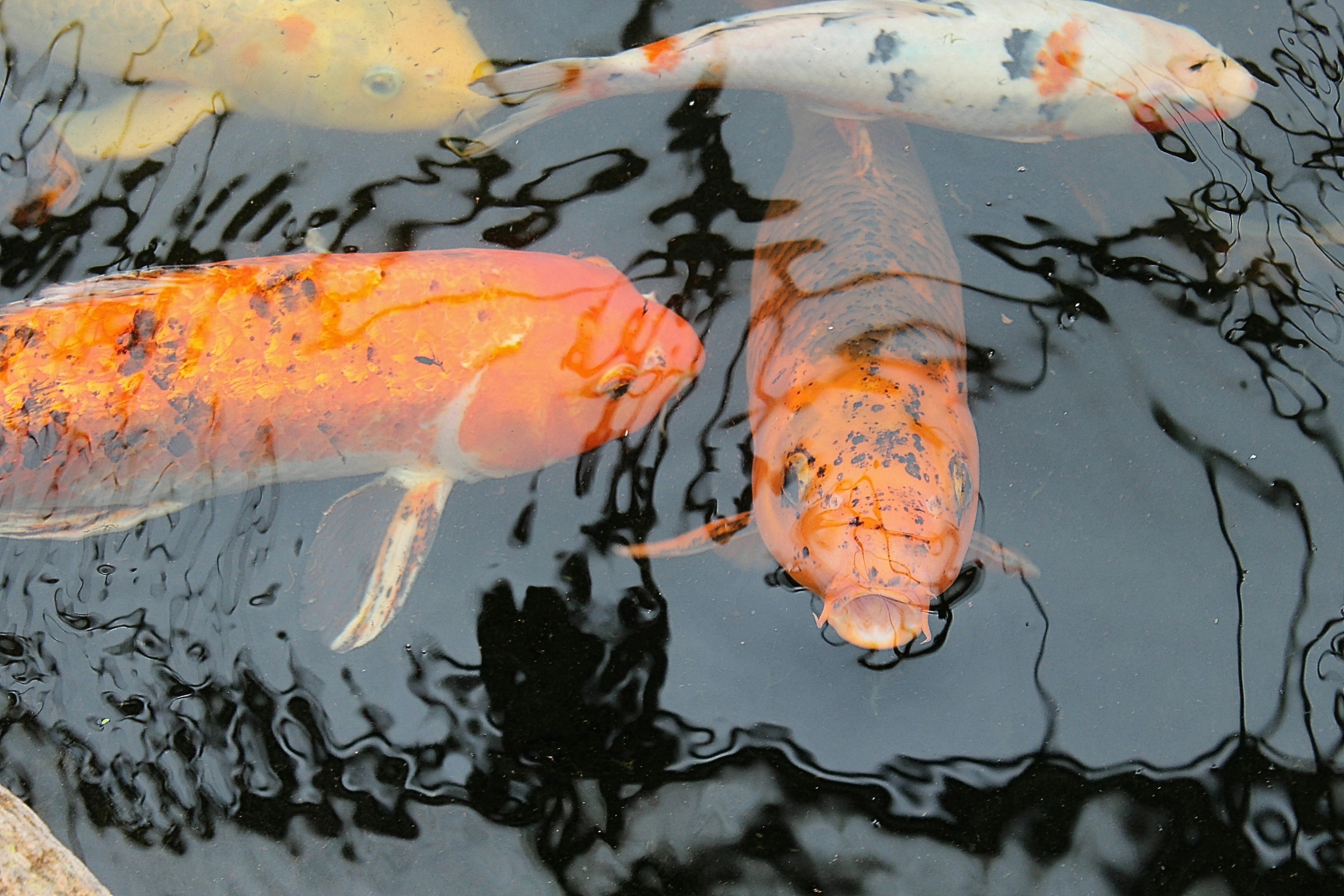 Cyprinus carpio koi Wallpapers - Top Free Cyprinus carpio koi ...