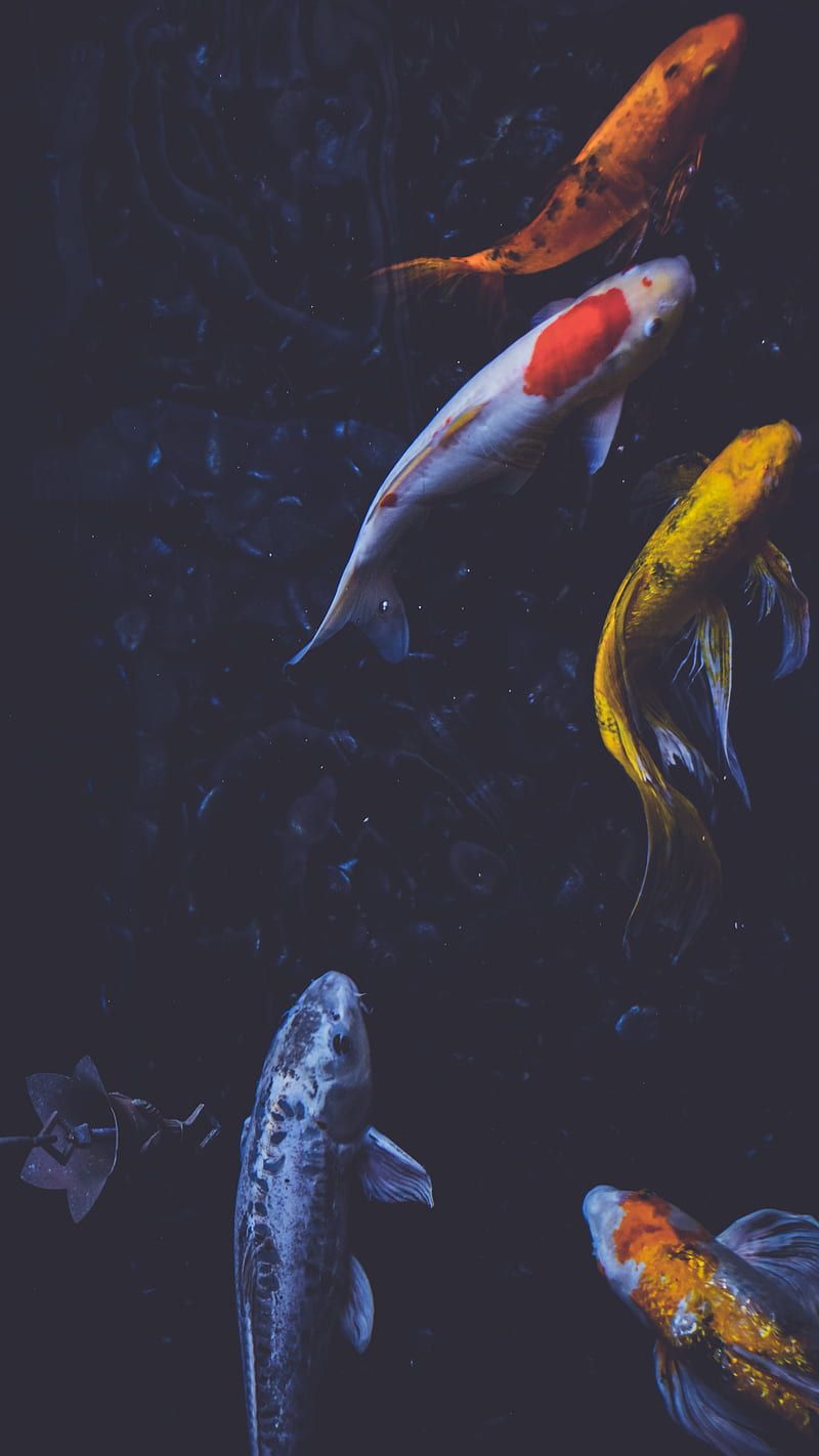 Cyprinus carpio koi Wallpapers - Top Free Cyprinus carpio koi ...