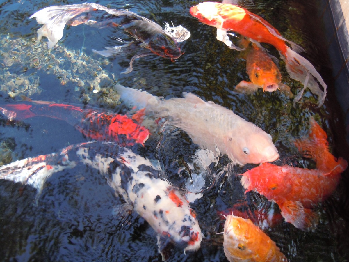 Cyprinus carpio koi Wallpapers - Top Free Cyprinus carpio koi ...