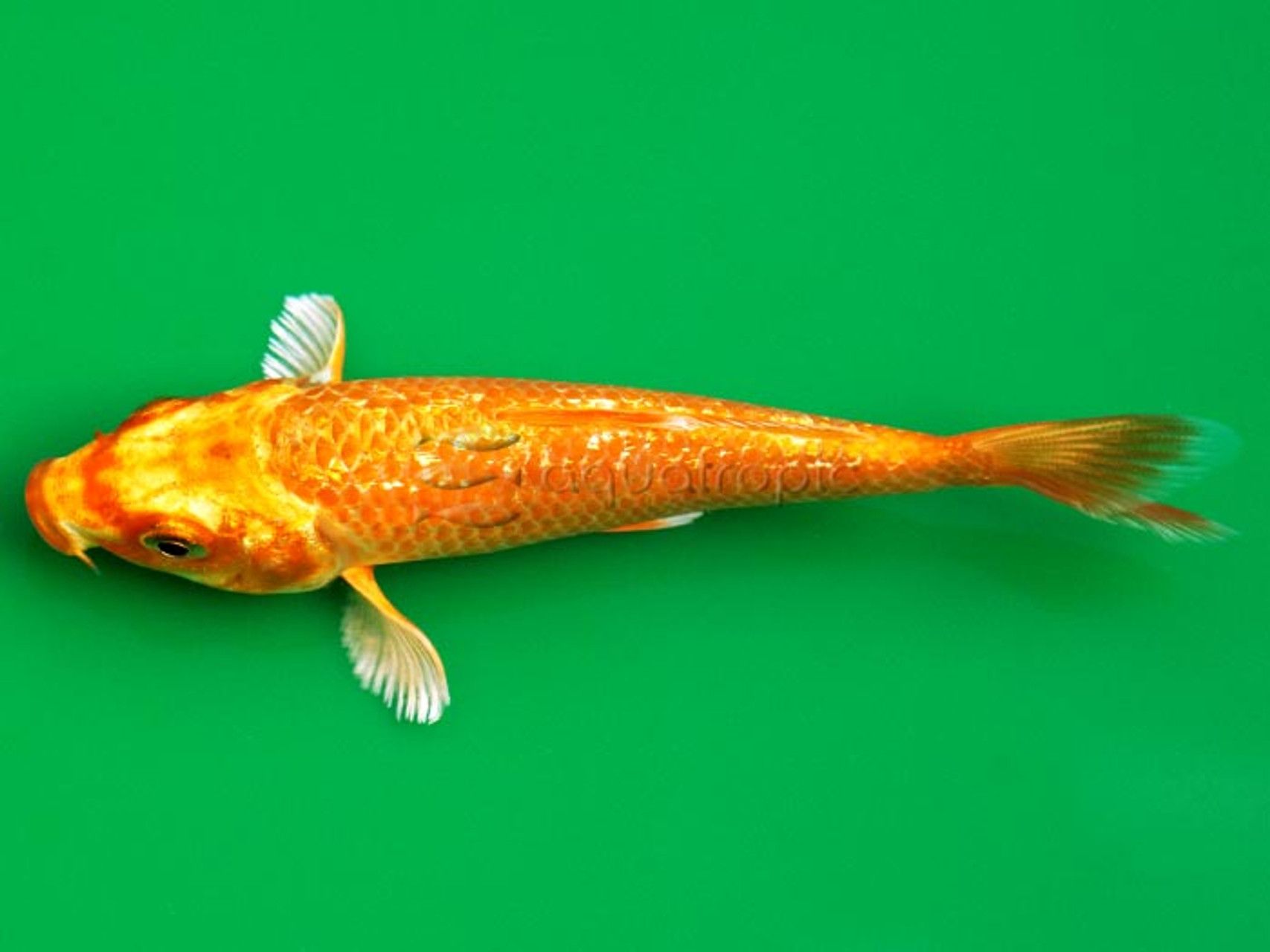 Cyprinus carpio koi Wallpapers - Top Free Cyprinus carpio koi ...