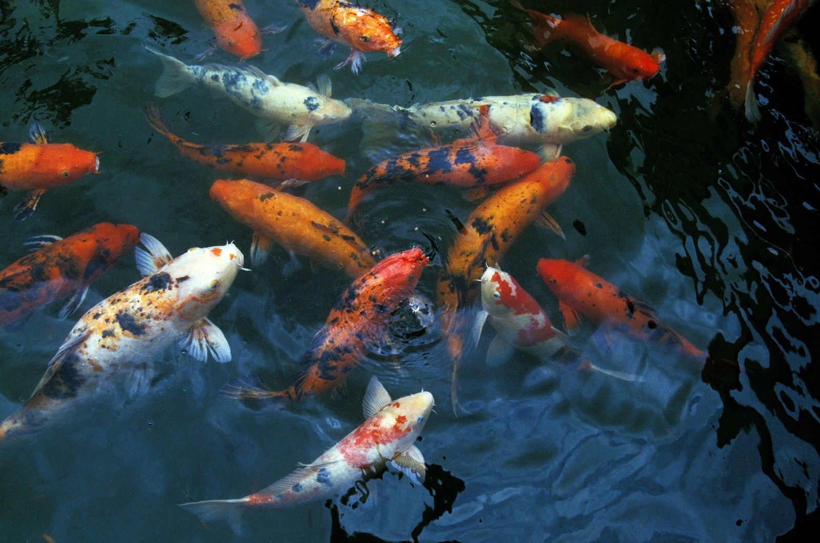 Cyprinus carpio koi Wallpapers - Top Free Cyprinus carpio koi ...