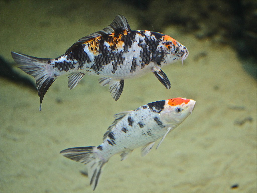 Cyprinus carpio koi Wallpapers - Top Free Cyprinus carpio koi ...