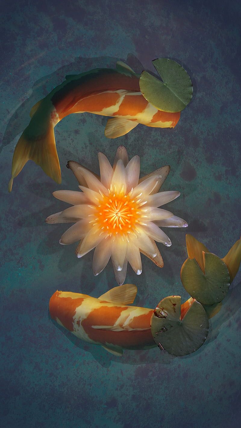 Cyprinus carpio koi Wallpapers - Top Free Cyprinus carpio koi ...