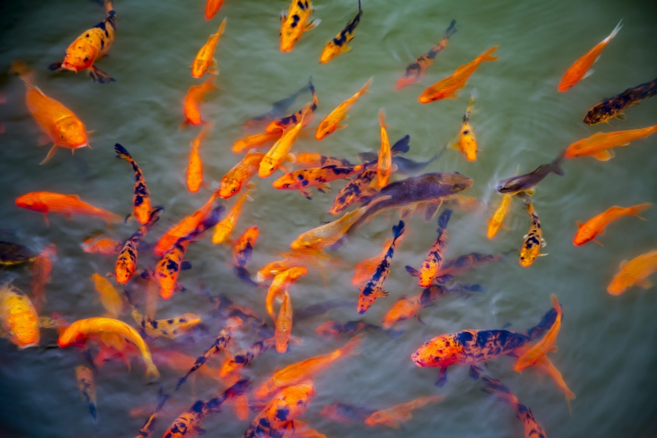 Cyprinus carpio koi Wallpapers - Top Free Cyprinus carpio koi ...