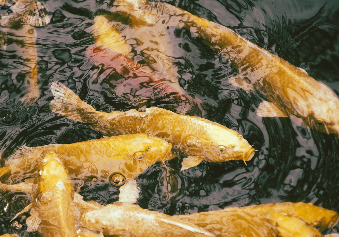 Cyprinus carpio koi Wallpapers - Top Free Cyprinus carpio koi ...