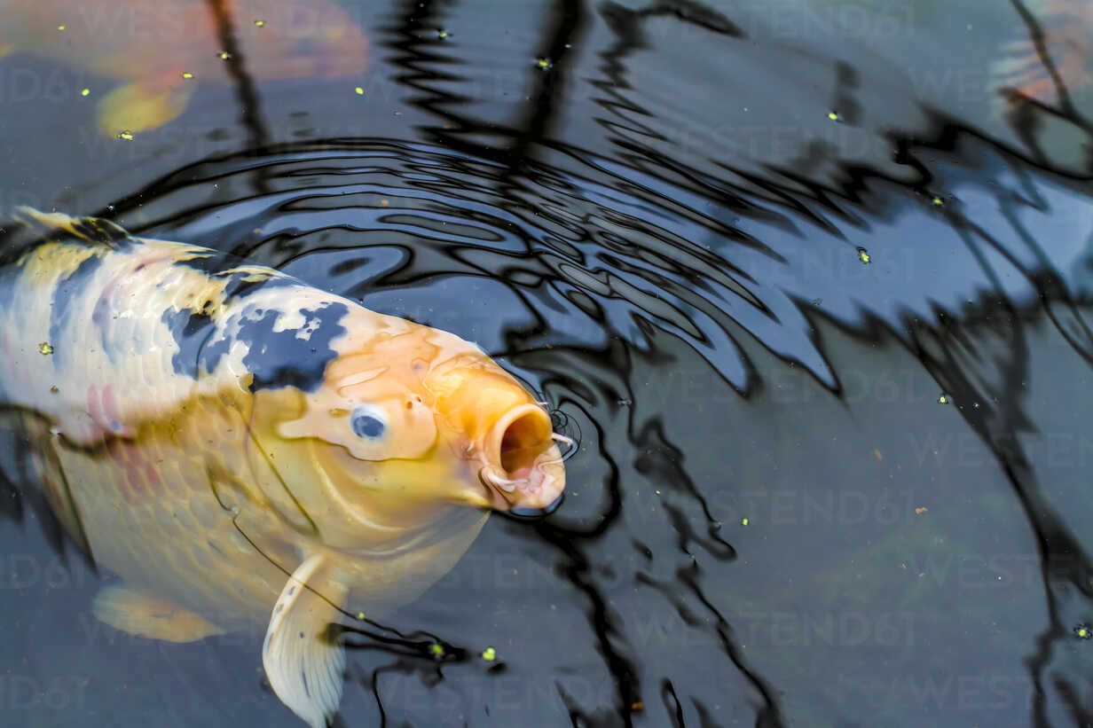 Cyprinus carpio koi Wallpapers - Top Free Cyprinus carpio koi ...
