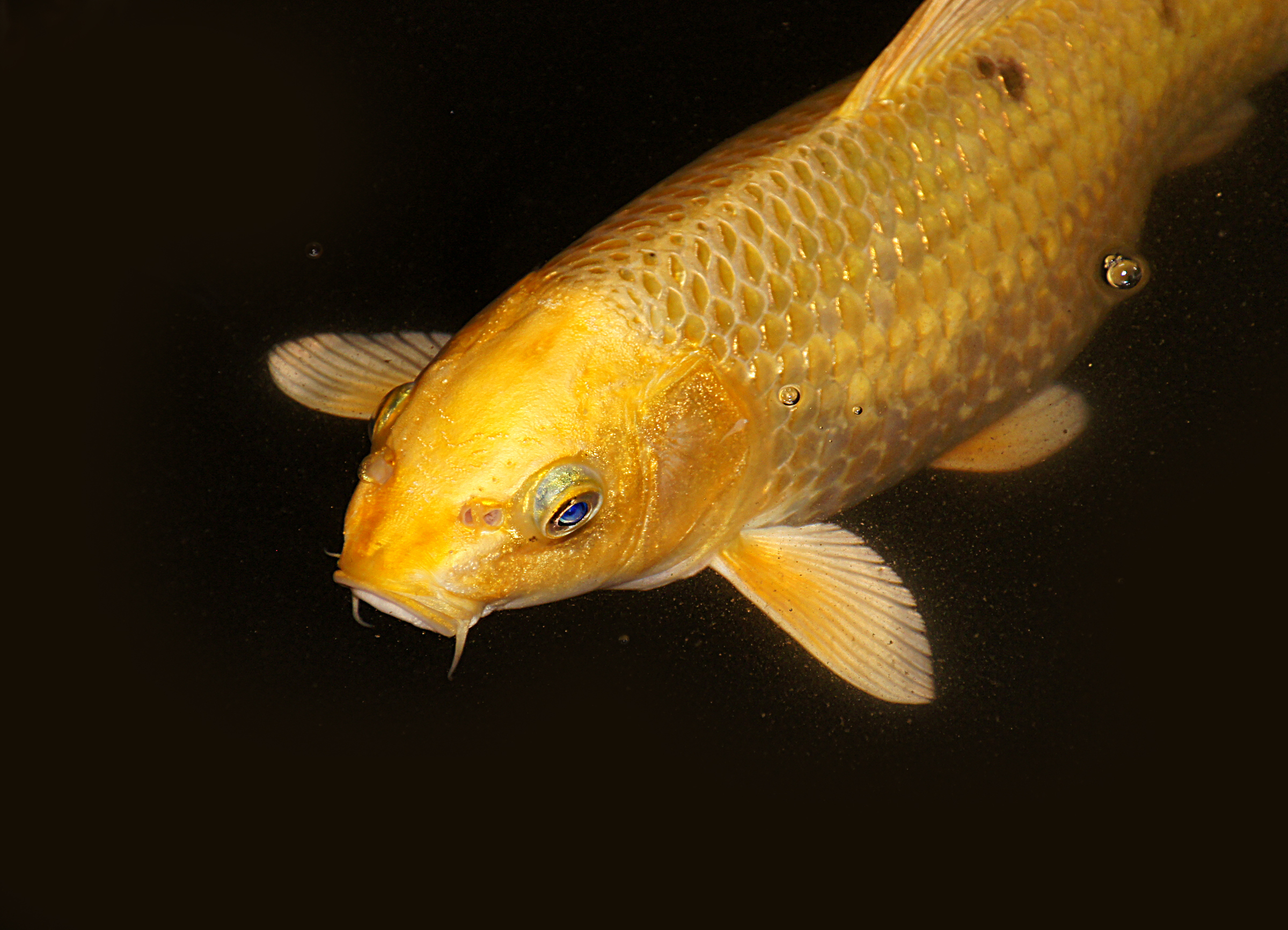 Cyprinus carpio koi Wallpapers - Top Free Cyprinus carpio koi ...