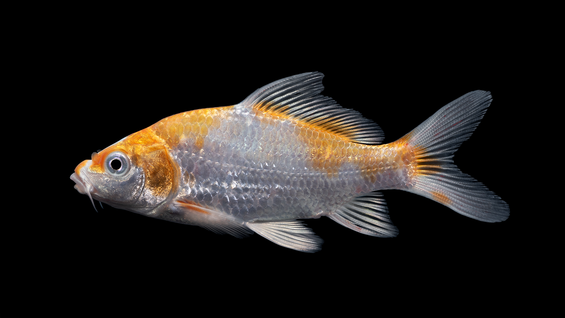 Cyprinus carpio koi Wallpapers - Top Free Cyprinus carpio koi ...