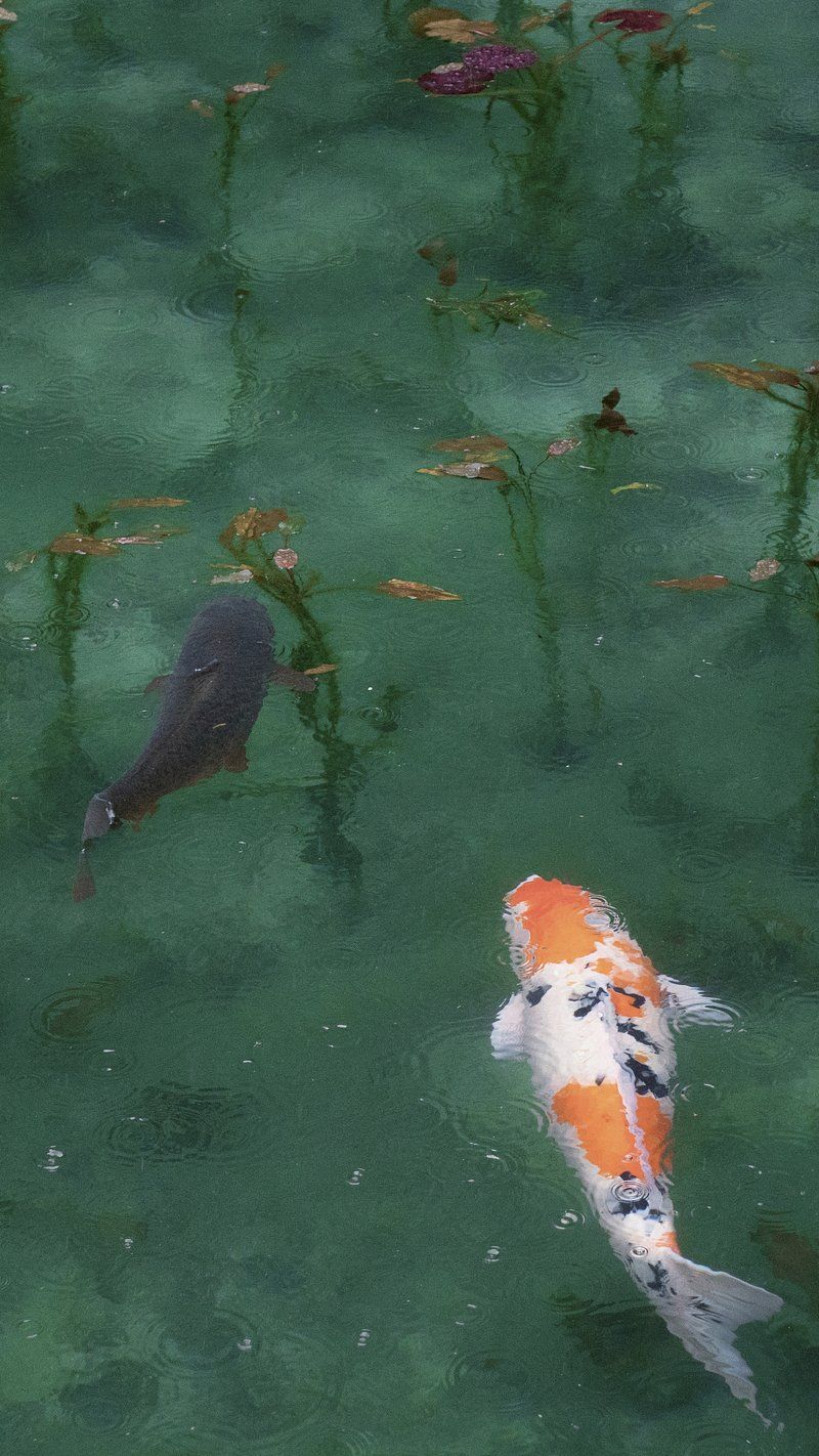 Cyprinus carpio koi Wallpapers - Top Free Cyprinus carpio koi ...
