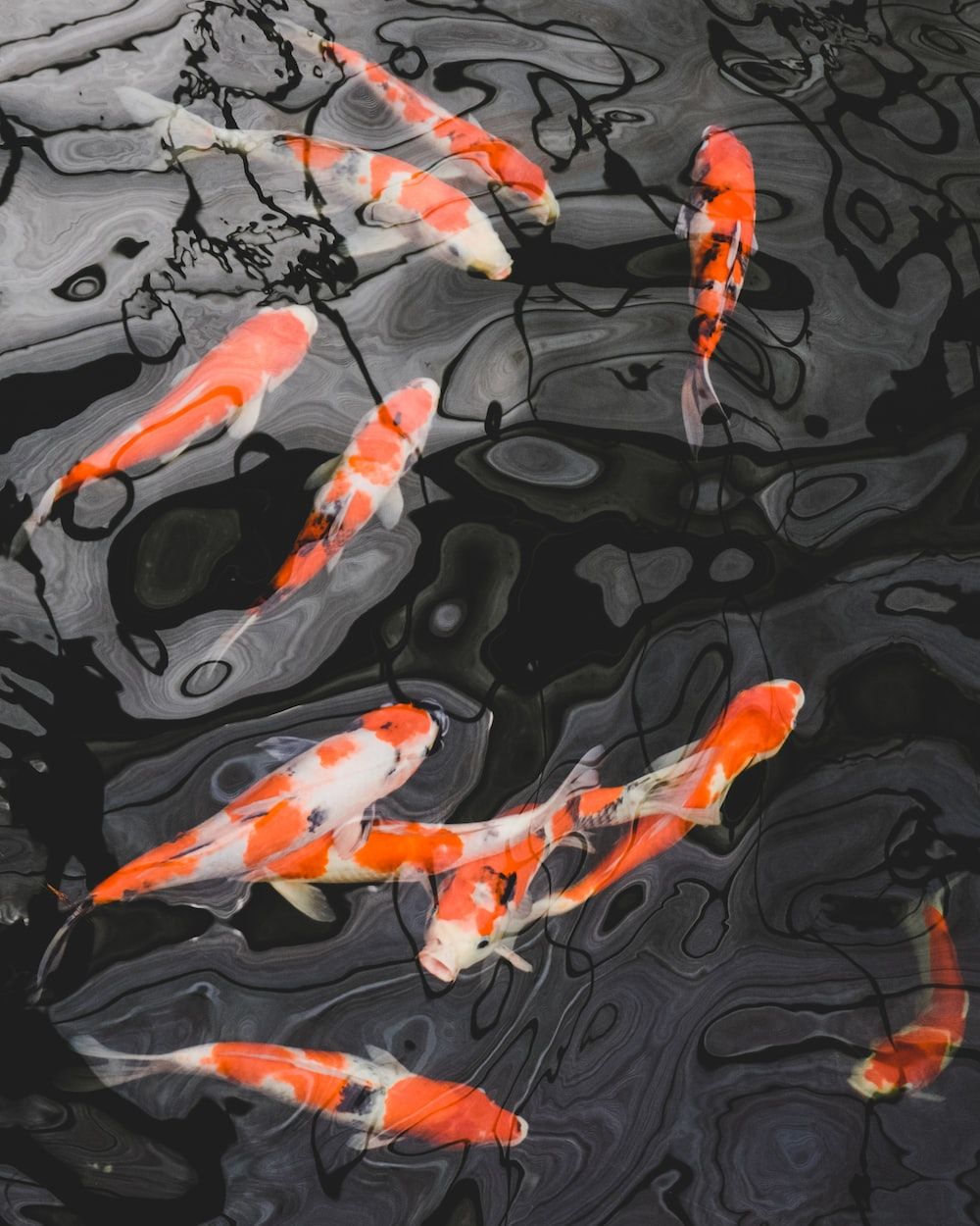 Cyprinus carpio koi Wallpapers - Top Free Cyprinus carpio koi ...