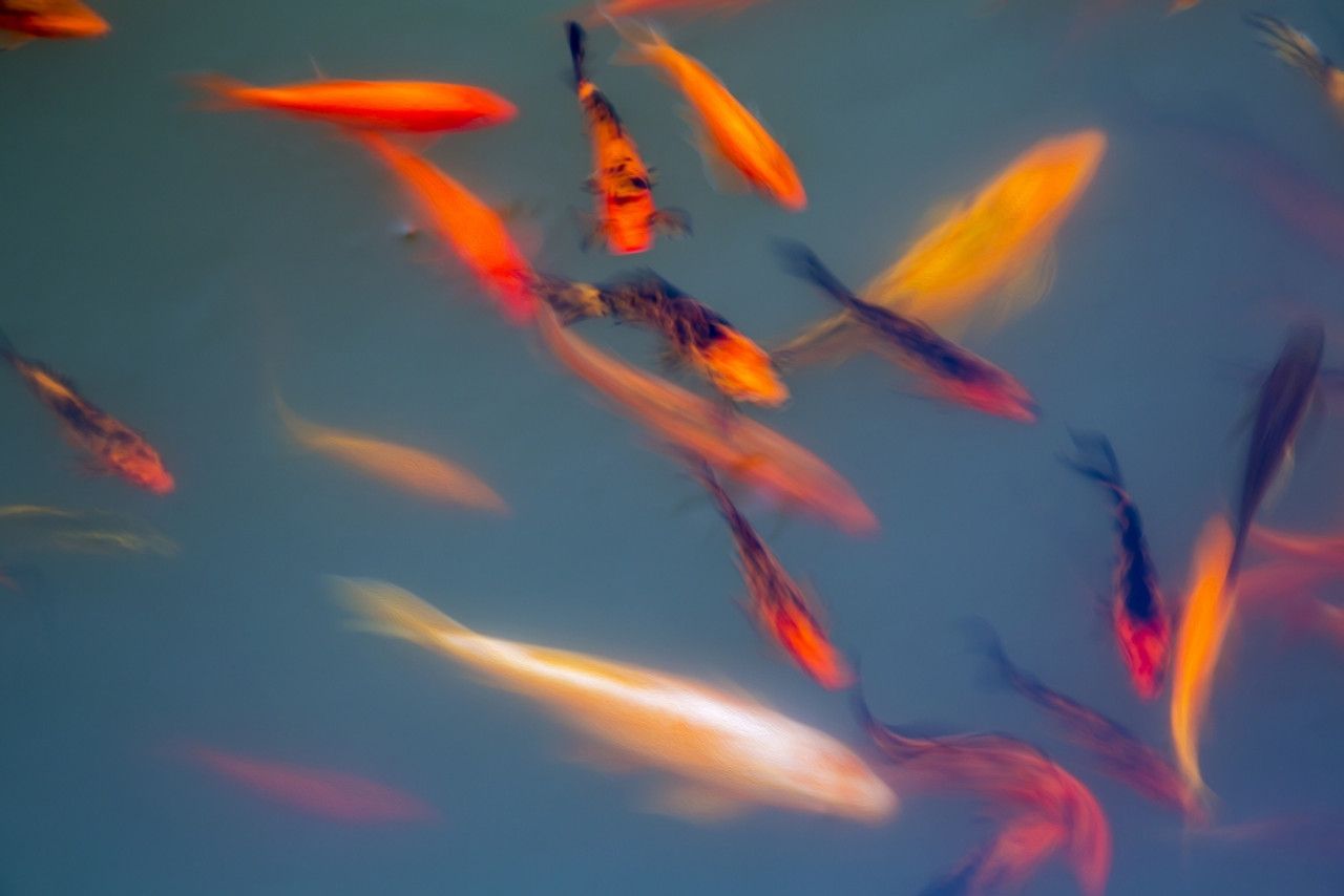 Cyprinus carpio koi Wallpapers - Top Free Cyprinus carpio koi ...