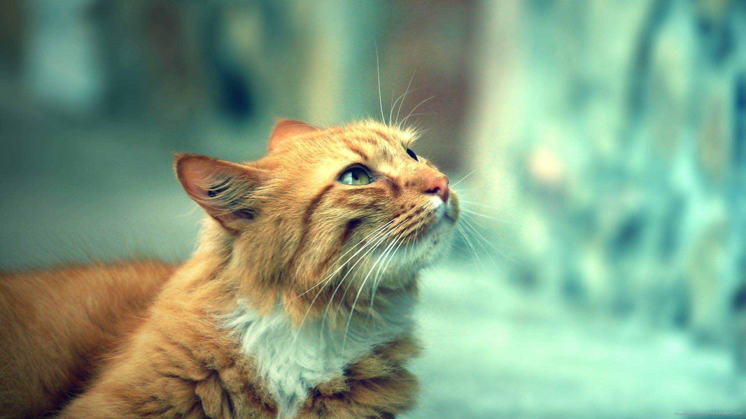 Ginger Cat Wallpapers - Top Free Ginger Cat Backgrounds - WallpaperAccess