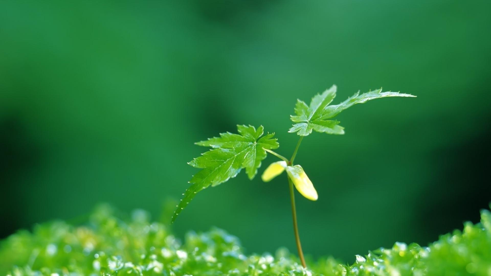 Green Plants Wallpapers - Top Free Green Plants Backgrounds ...