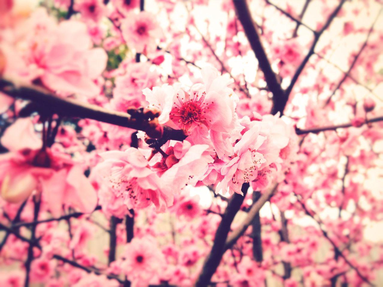 Cherry Blossom Vintage Wallpapers - Top Free Cherry Blossom Vintage ...