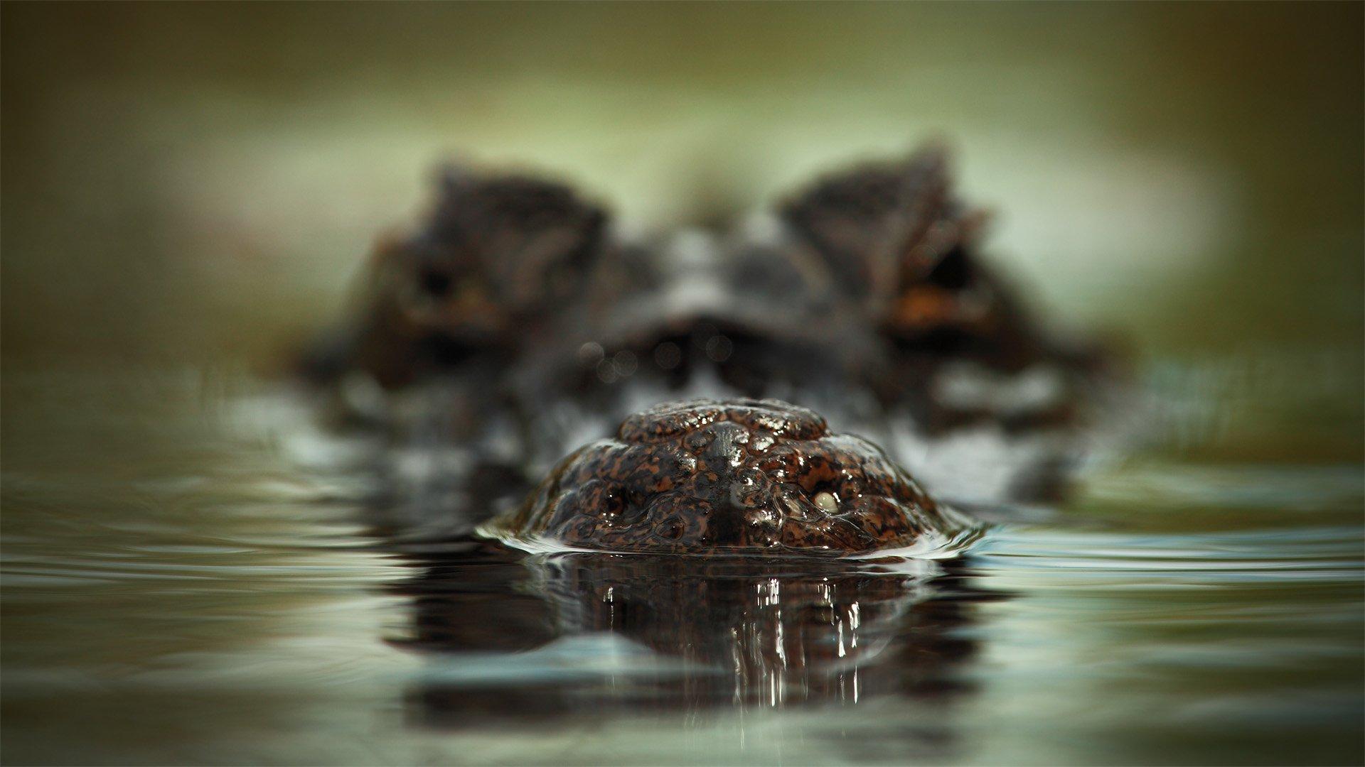 Alligator Wallpapers - Top Free Alligator Backgrounds - WallpaperAccess