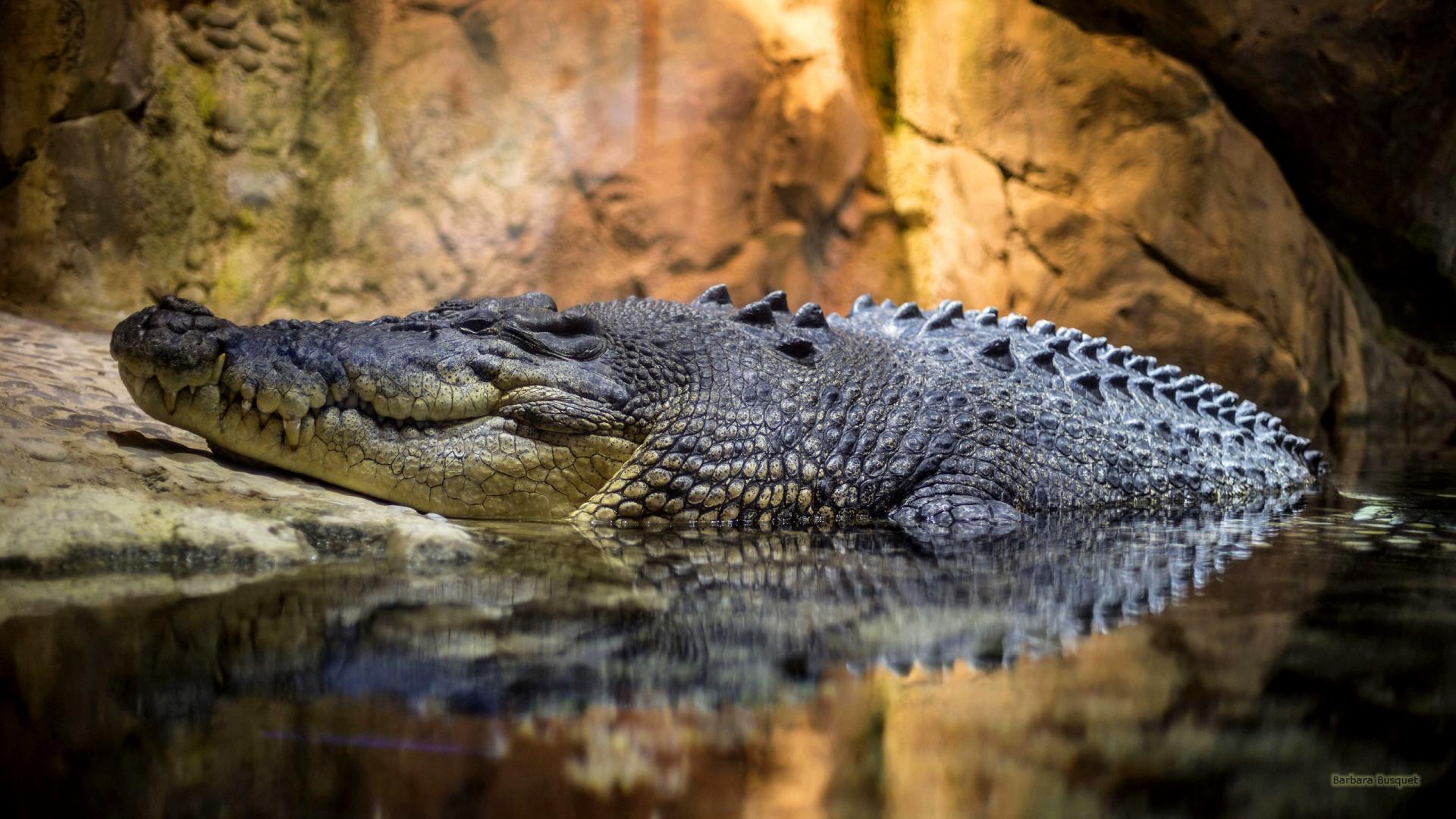 Alligator Wallpapers - Top Free Alligator Backgrounds - WallpaperAccess