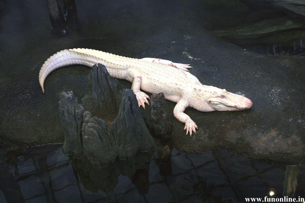 Alligator Wallpapers - Top Free Alligator Backgrounds - WallpaperAccess