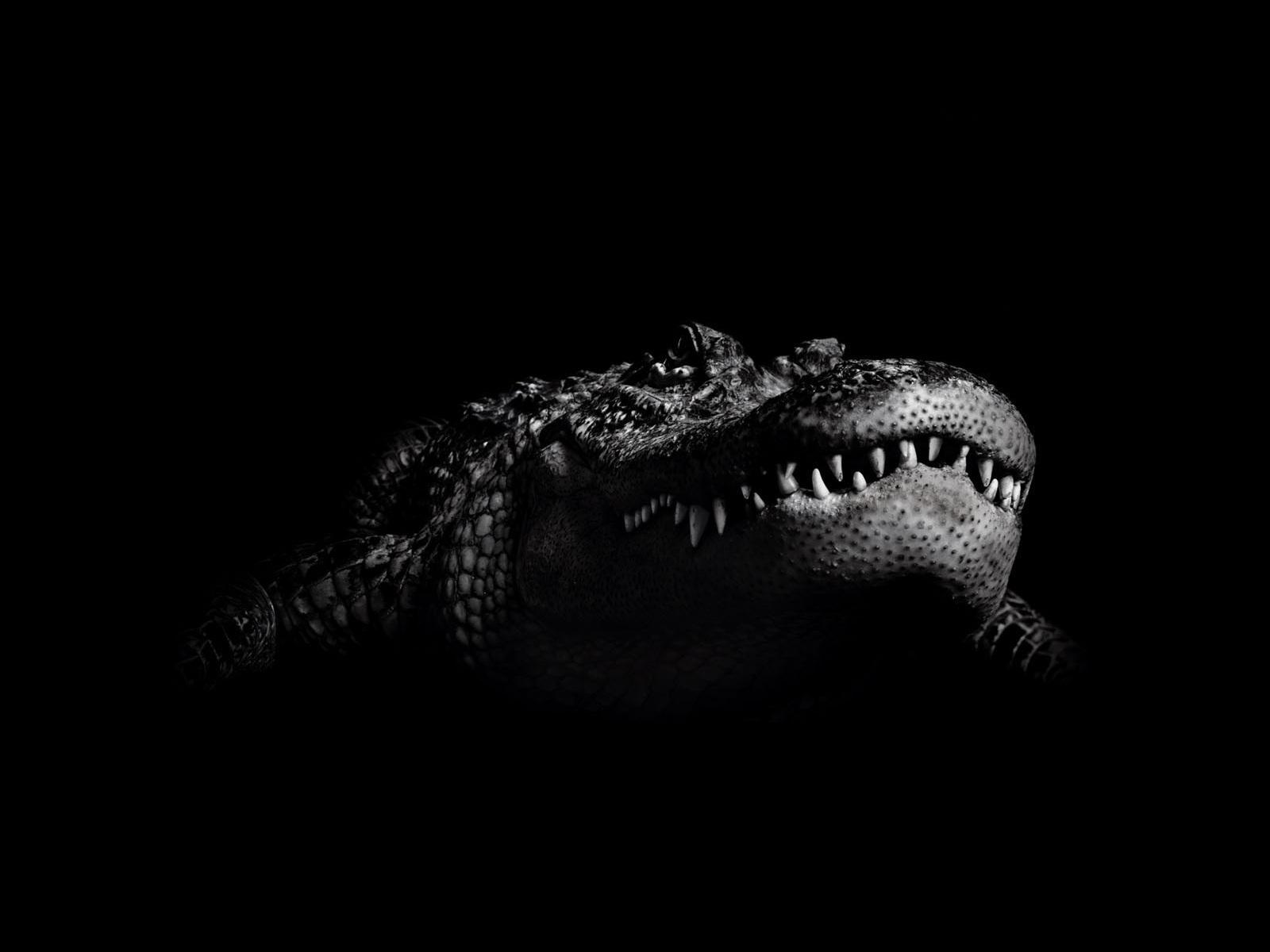 Alligator Wallpapers - Top Free Alligator Backgrounds - WallpaperAccess