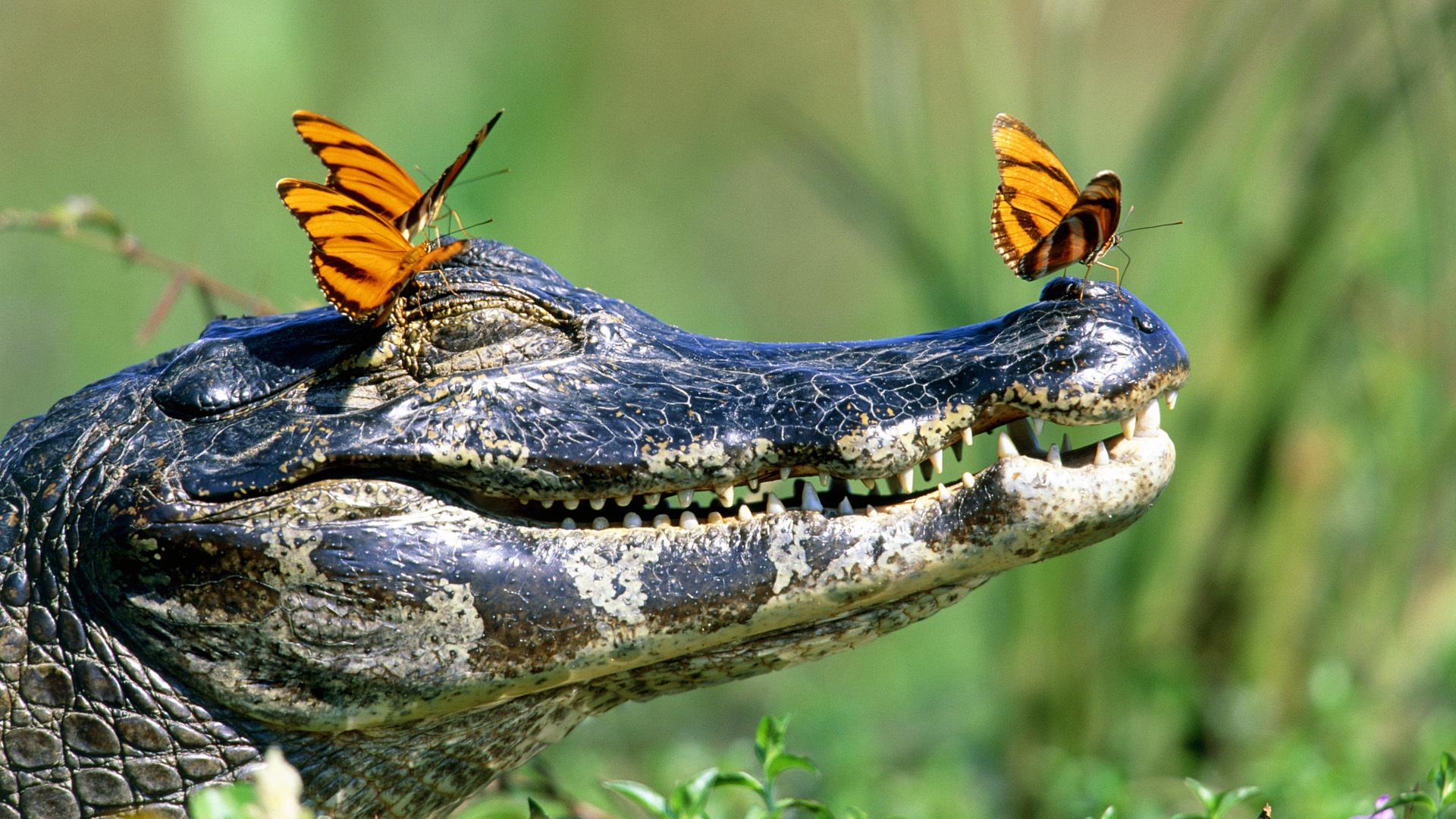 Alligator Wallpapers - Top Free Alligator Backgrounds - WallpaperAccess