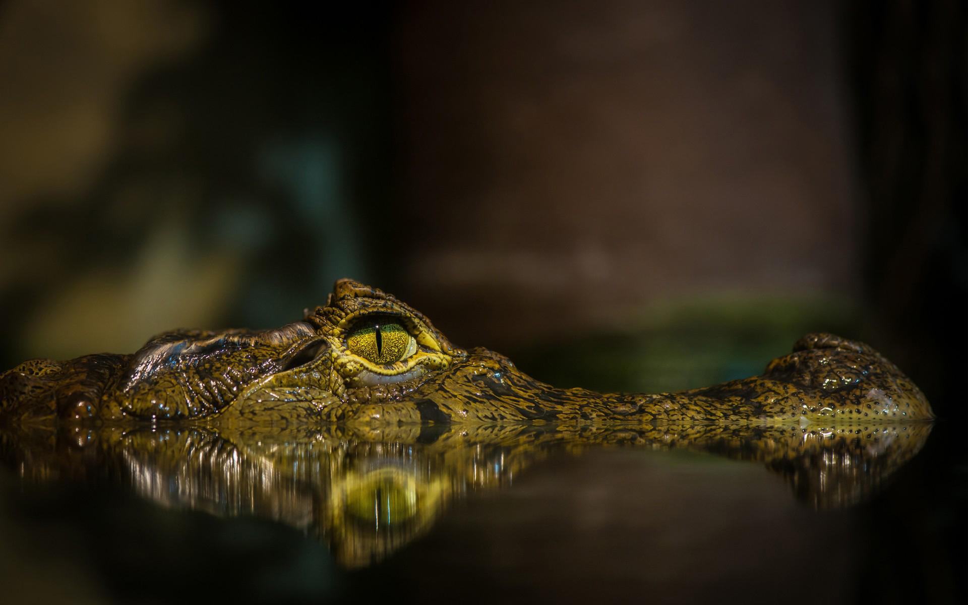 Alligator Wallpapers - Top Free Alligator Backgrounds - WallpaperAccess