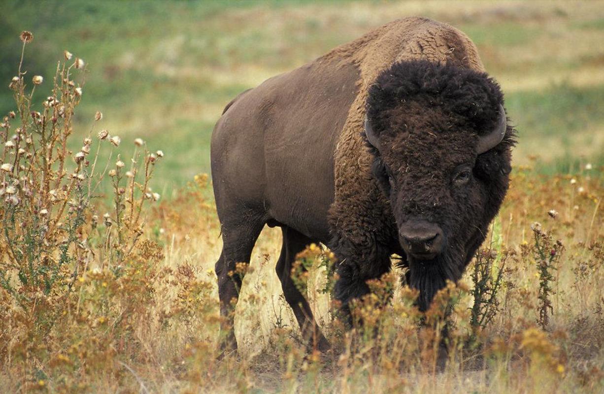 Buffalo Wallpapers - Top Free Buffalo Backgrounds - WallpaperAccess