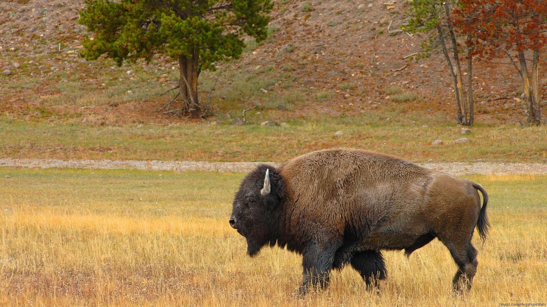 Buffalo Wallpapers - Top Free Buffalo Backgrounds - WallpaperAccess