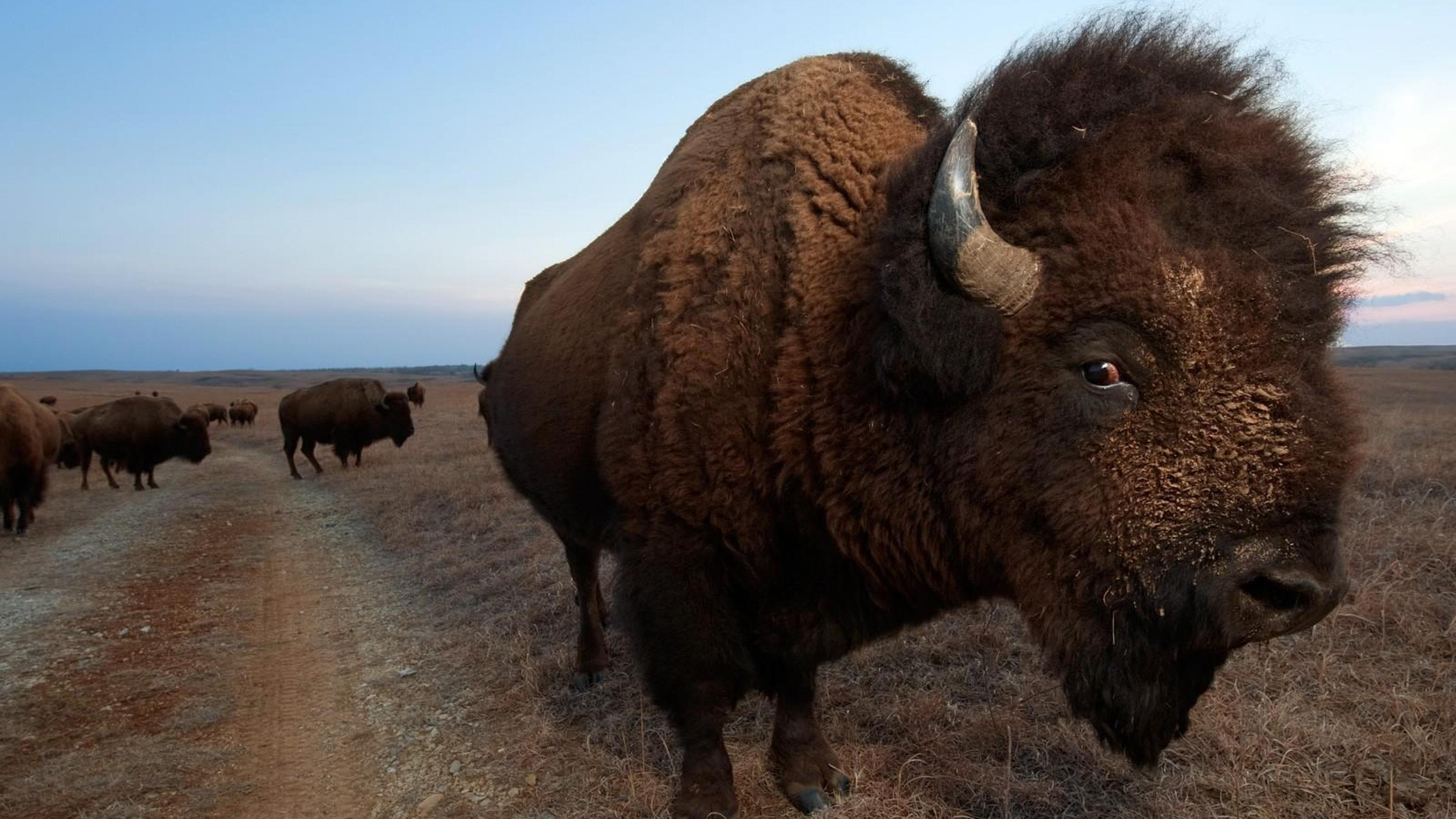 Buffalo Wallpapers - Top Free Buffalo Backgrounds - WallpaperAccess