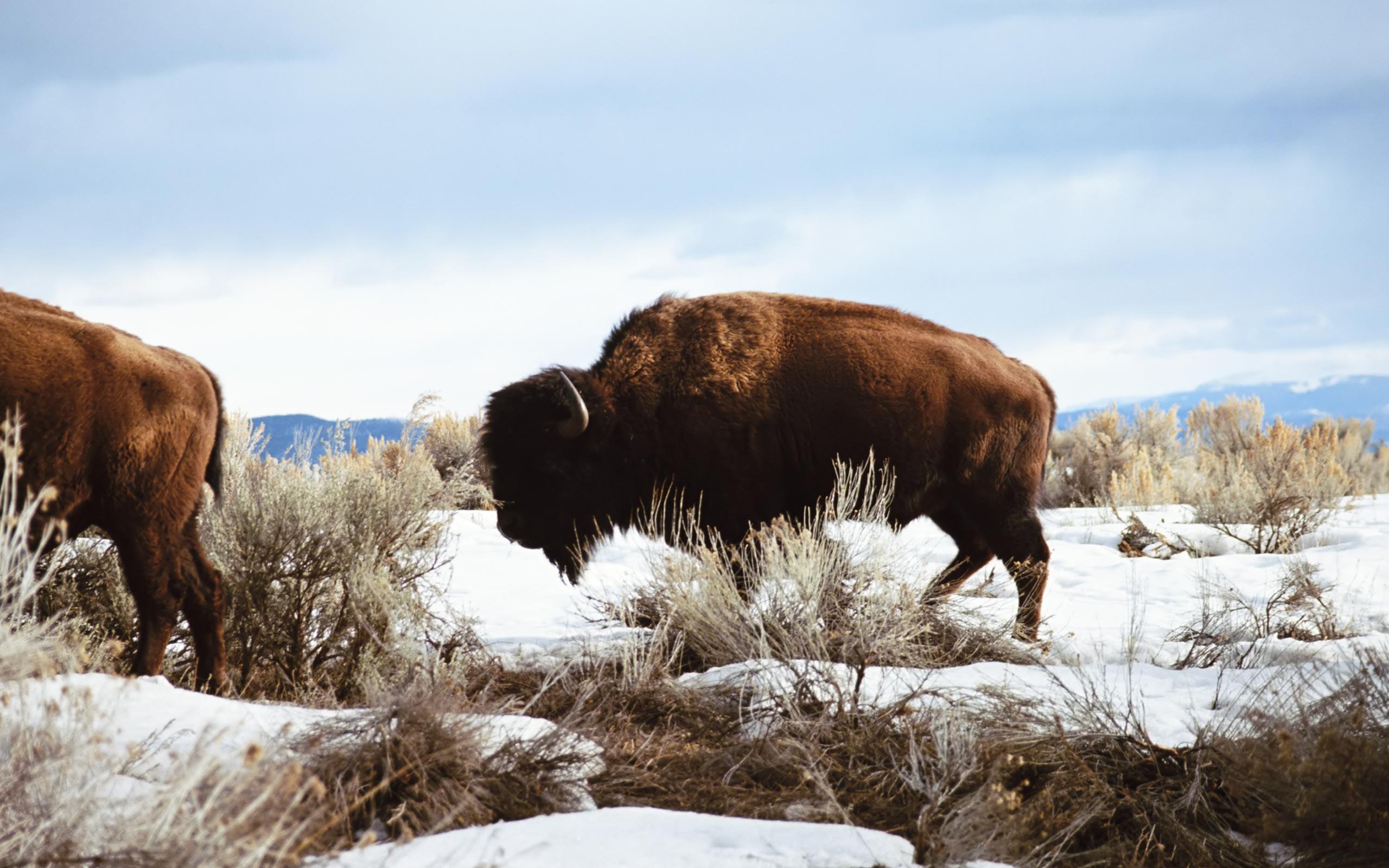 Winter Bison Wallpapers - Top Free Winter Bison Backgrounds ...