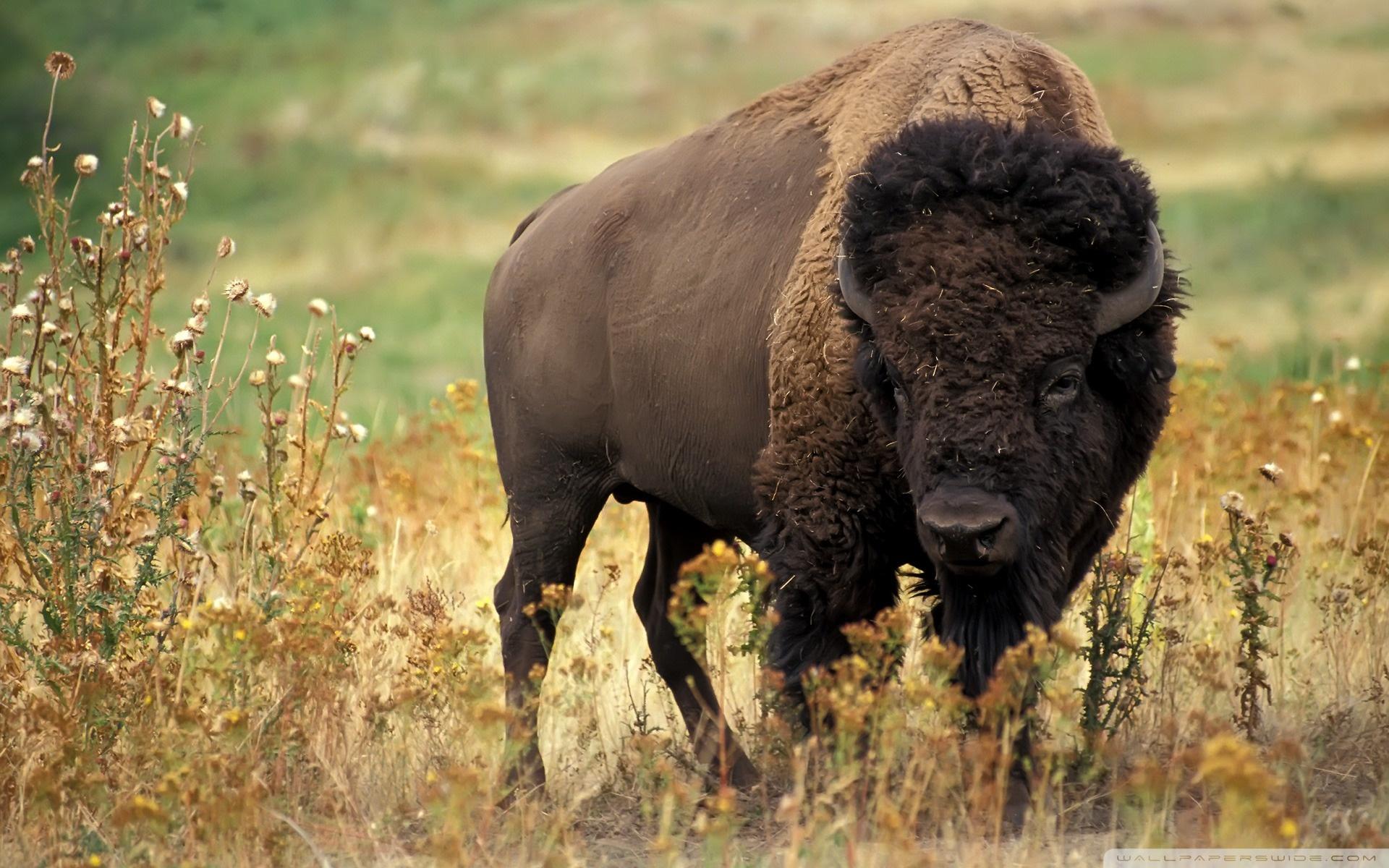 Bison Wallpapers - Top Free Bison Backgrounds - WallpaperAccess