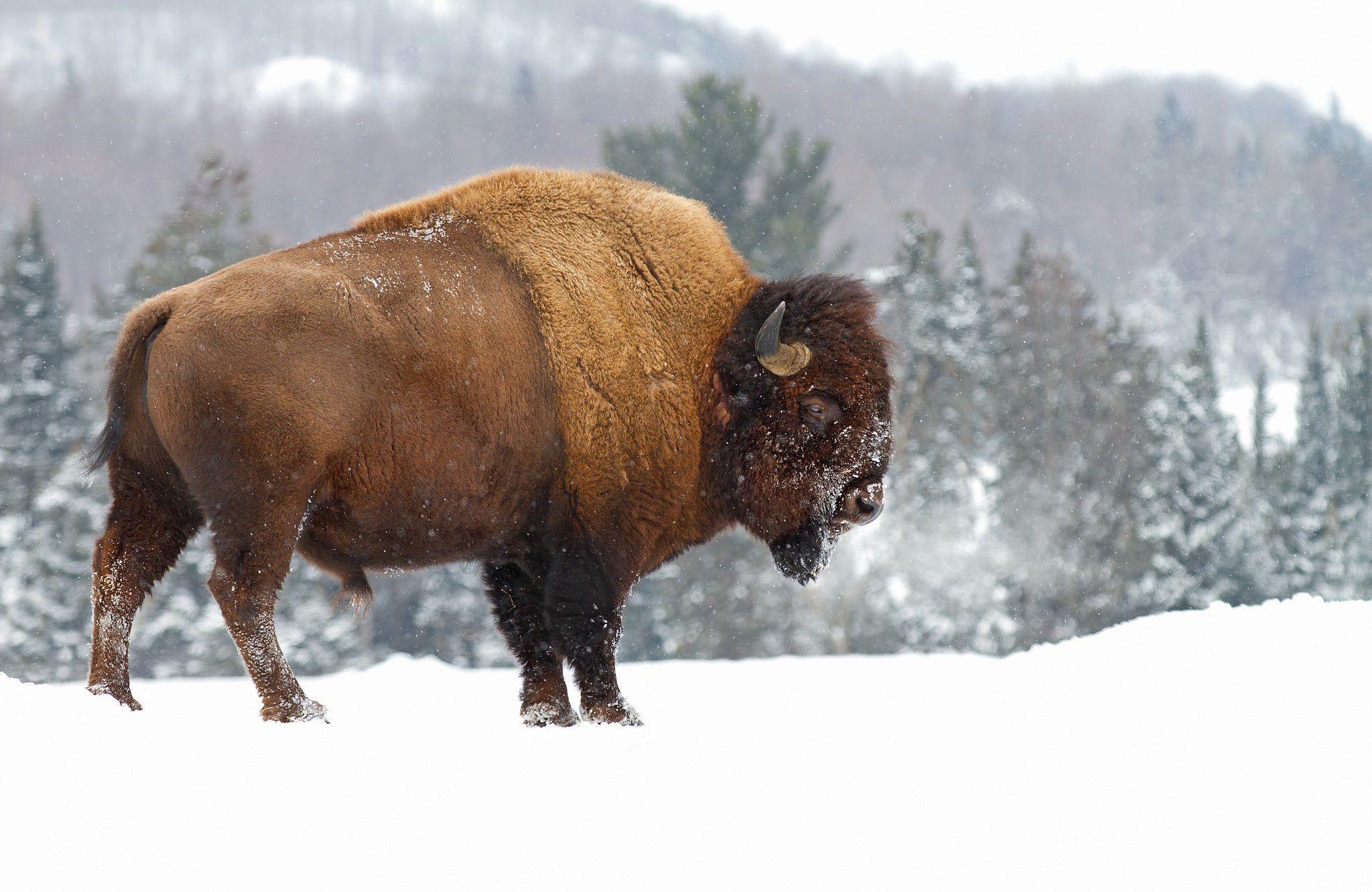 Bison Wallpapers - Top Free Bison Backgrounds - WallpaperAccess
