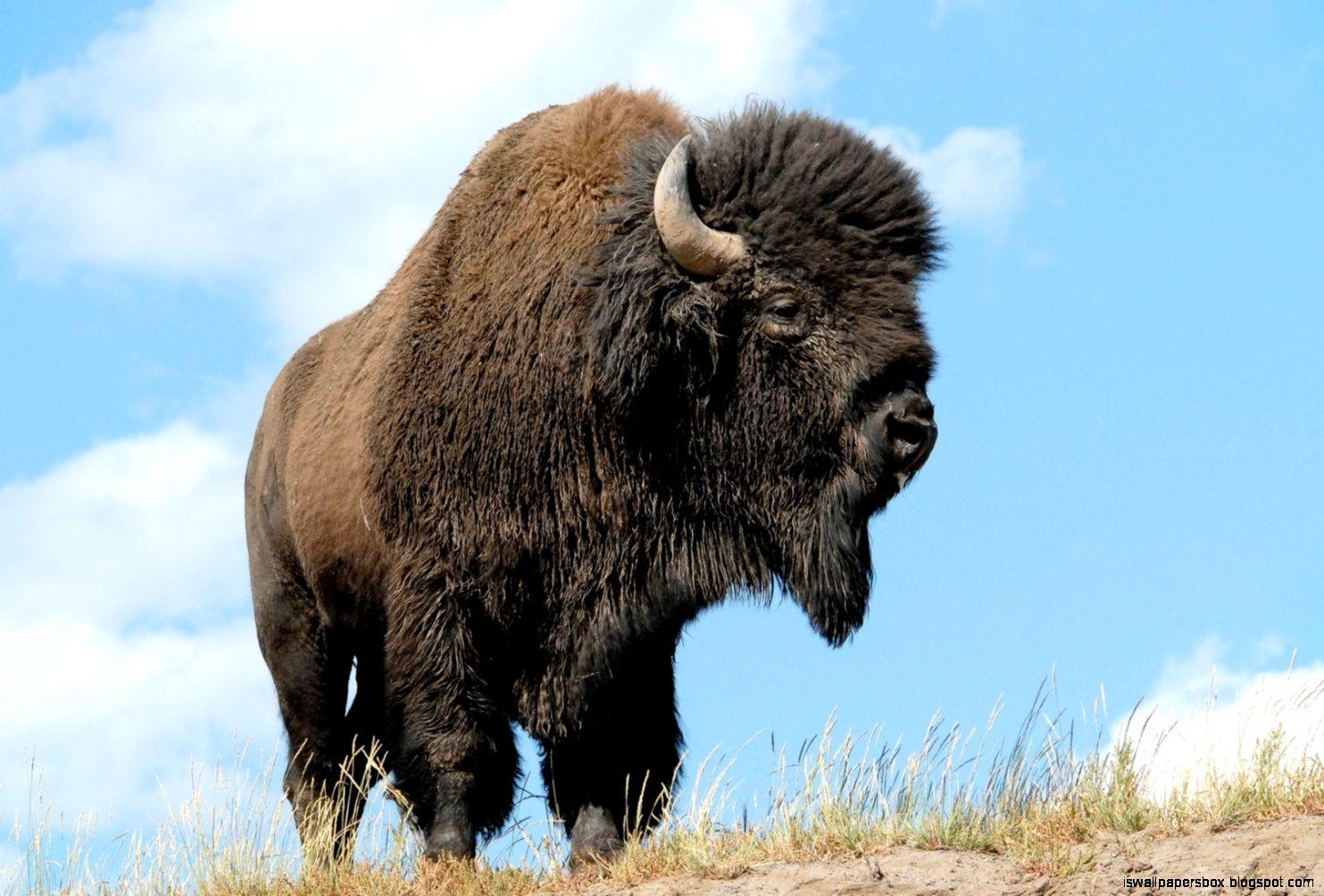Bison Wallpapers - Top Free Bison Backgrounds - WallpaperAccess