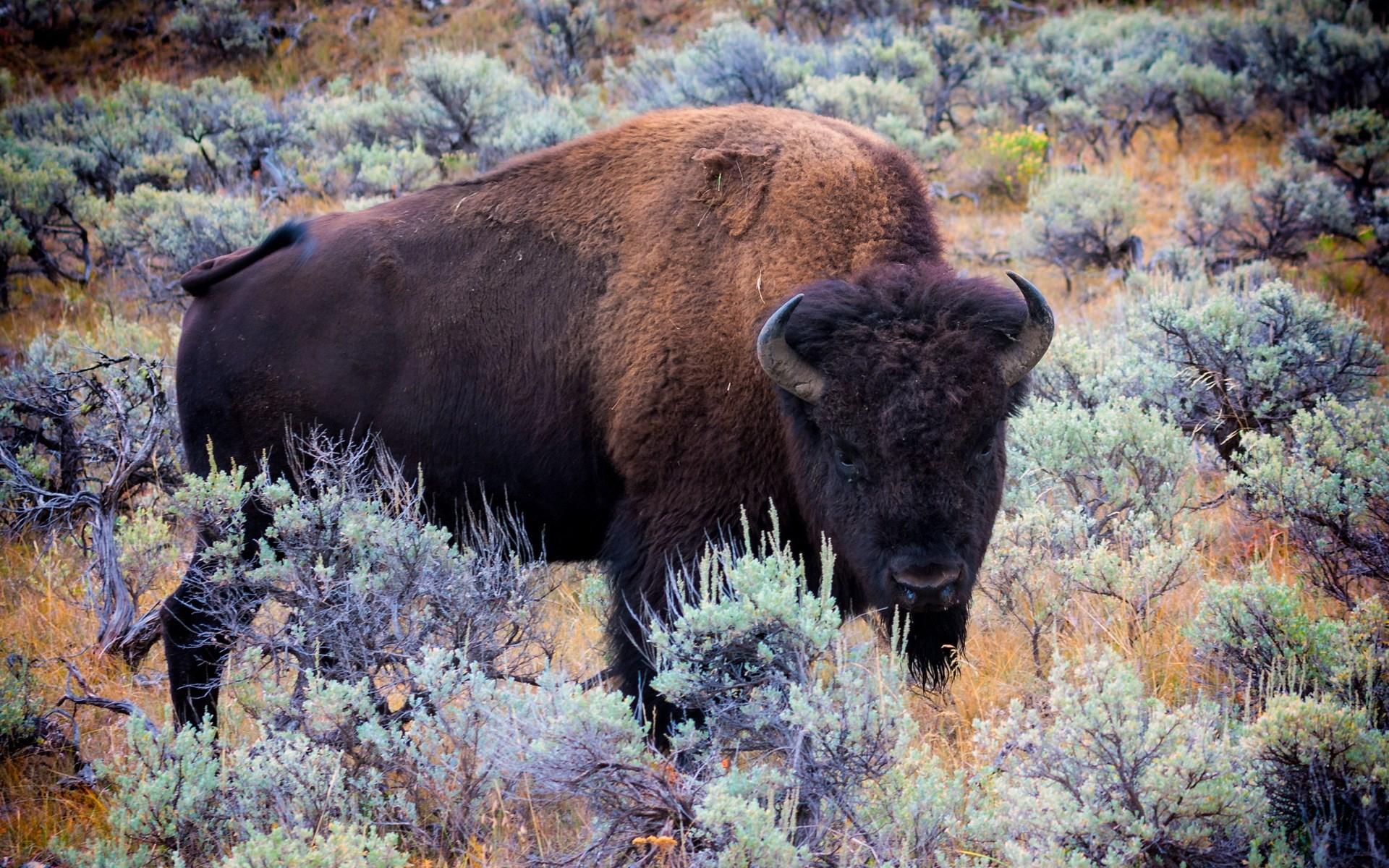 Bison Wallpapers - Top Free Bison Backgrounds - WallpaperAccess