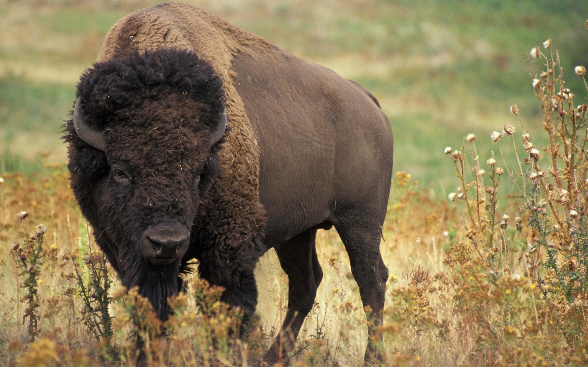 Bison Wallpapers - Top Free Bison Backgrounds - WallpaperAccess