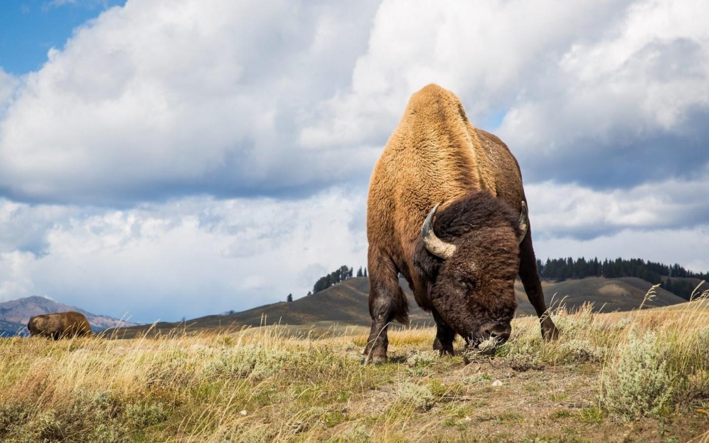 Bison Wallpapers - Top Free Bison Backgrounds - WallpaperAccess