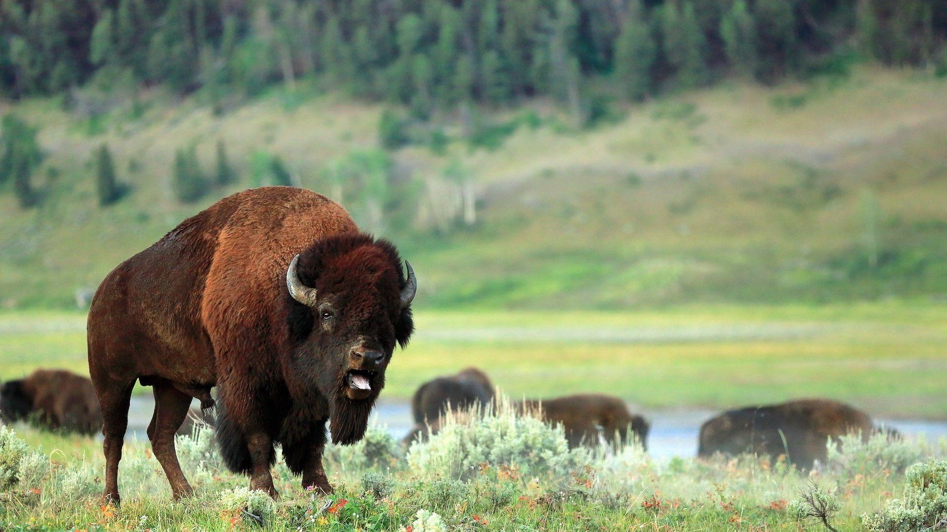 Bison Wallpapers - Top Free Bison Backgrounds - WallpaperAccess