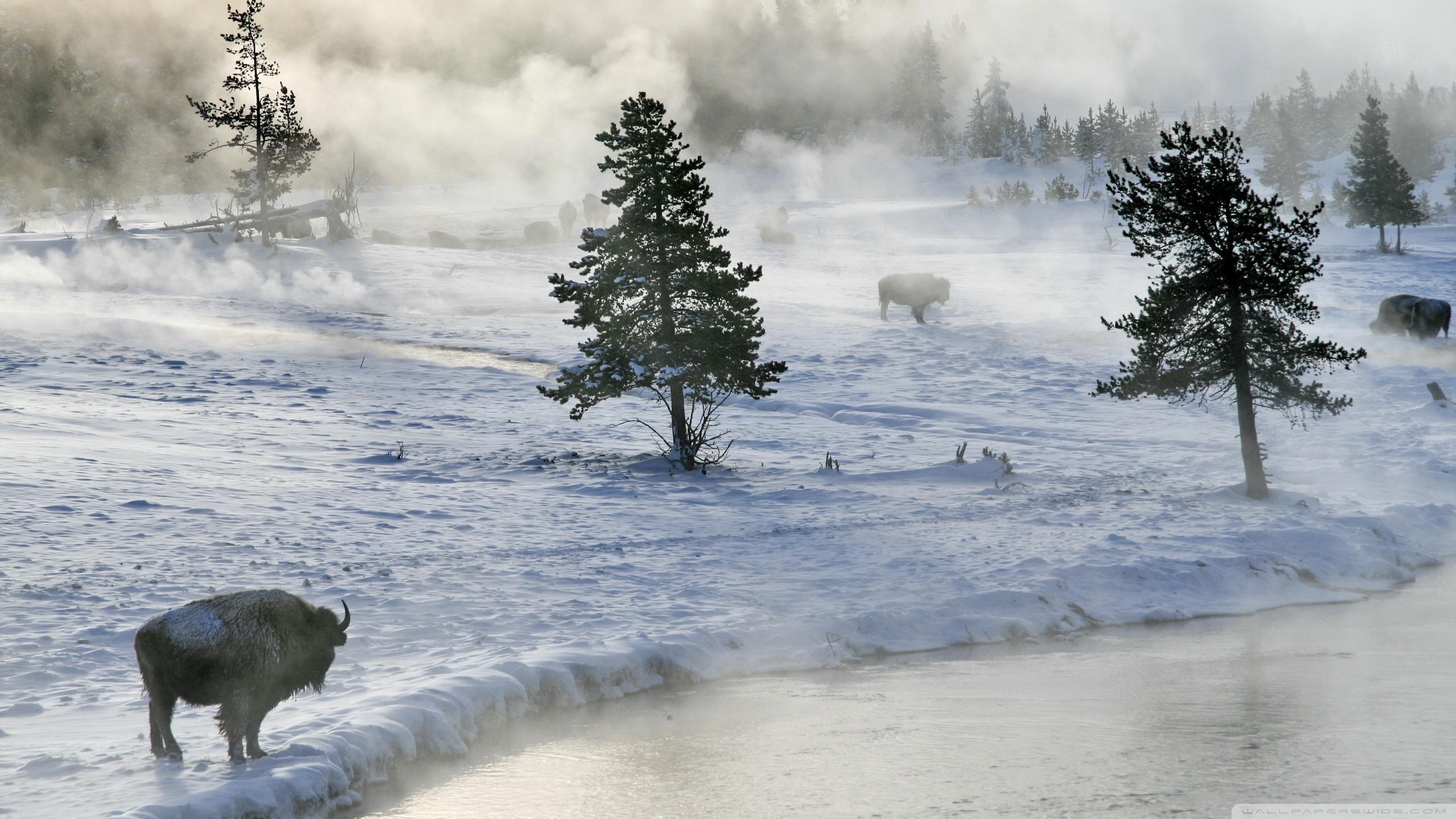 Bison Wallpapers - Top Free Bison Backgrounds - WallpaperAccess