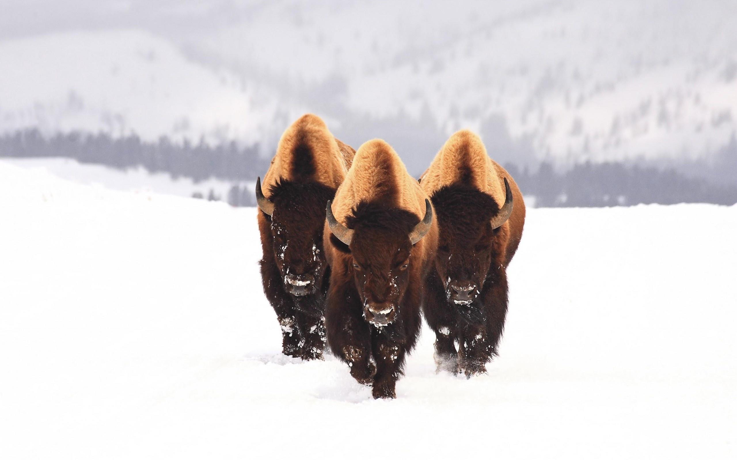 Bison Wallpapers - Top Free Bison Backgrounds - WallpaperAccess