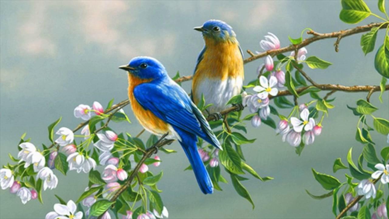Love Birds Wallpapers - Top Free Love Birds Backgrounds - WallpaperAccess